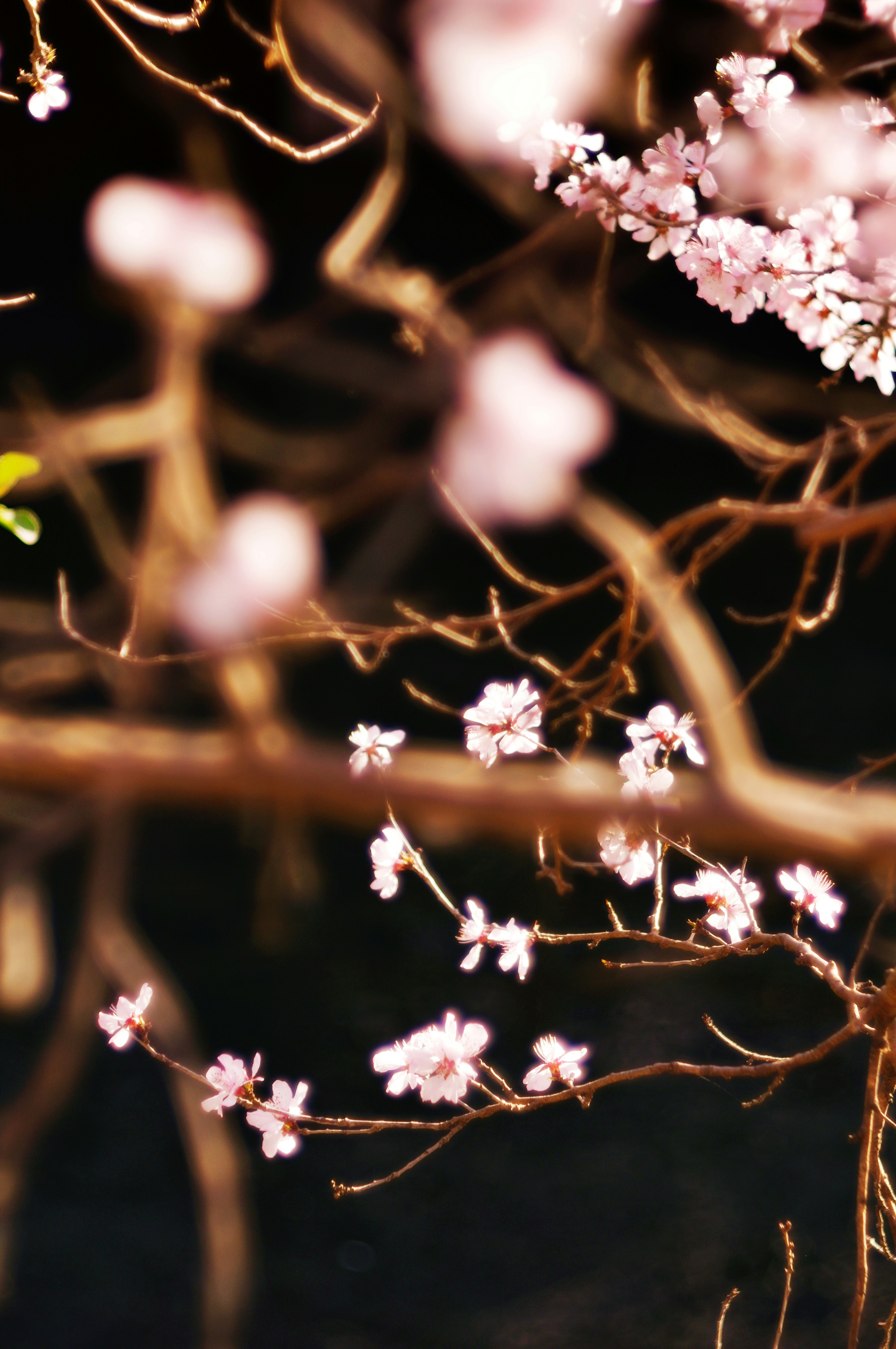 Whispers of Spring: A Floral Embrace