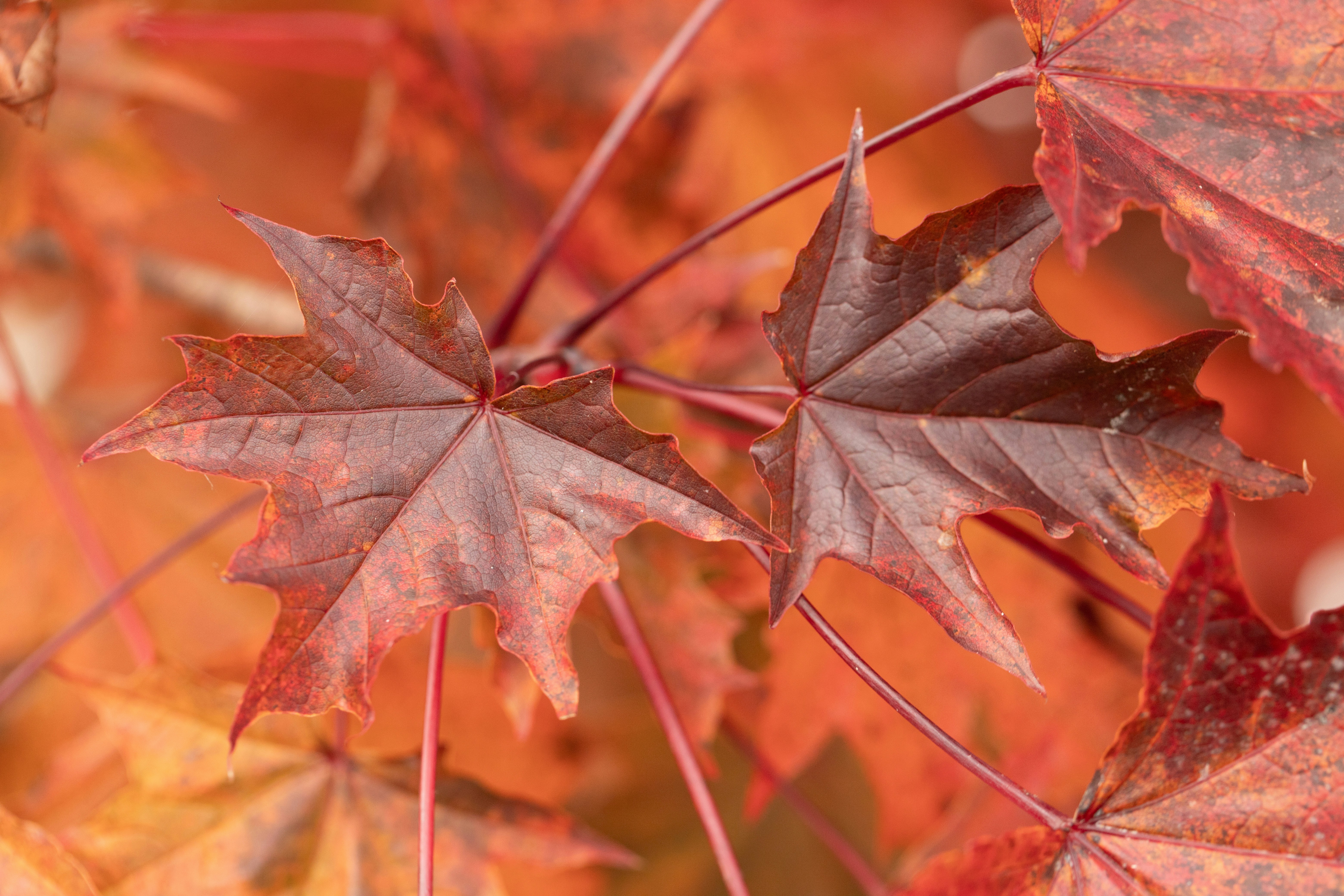 Vibrant red maple leaves interspersed among a backdrop of autumn foliage, showcasing the season's rich colors and textures.