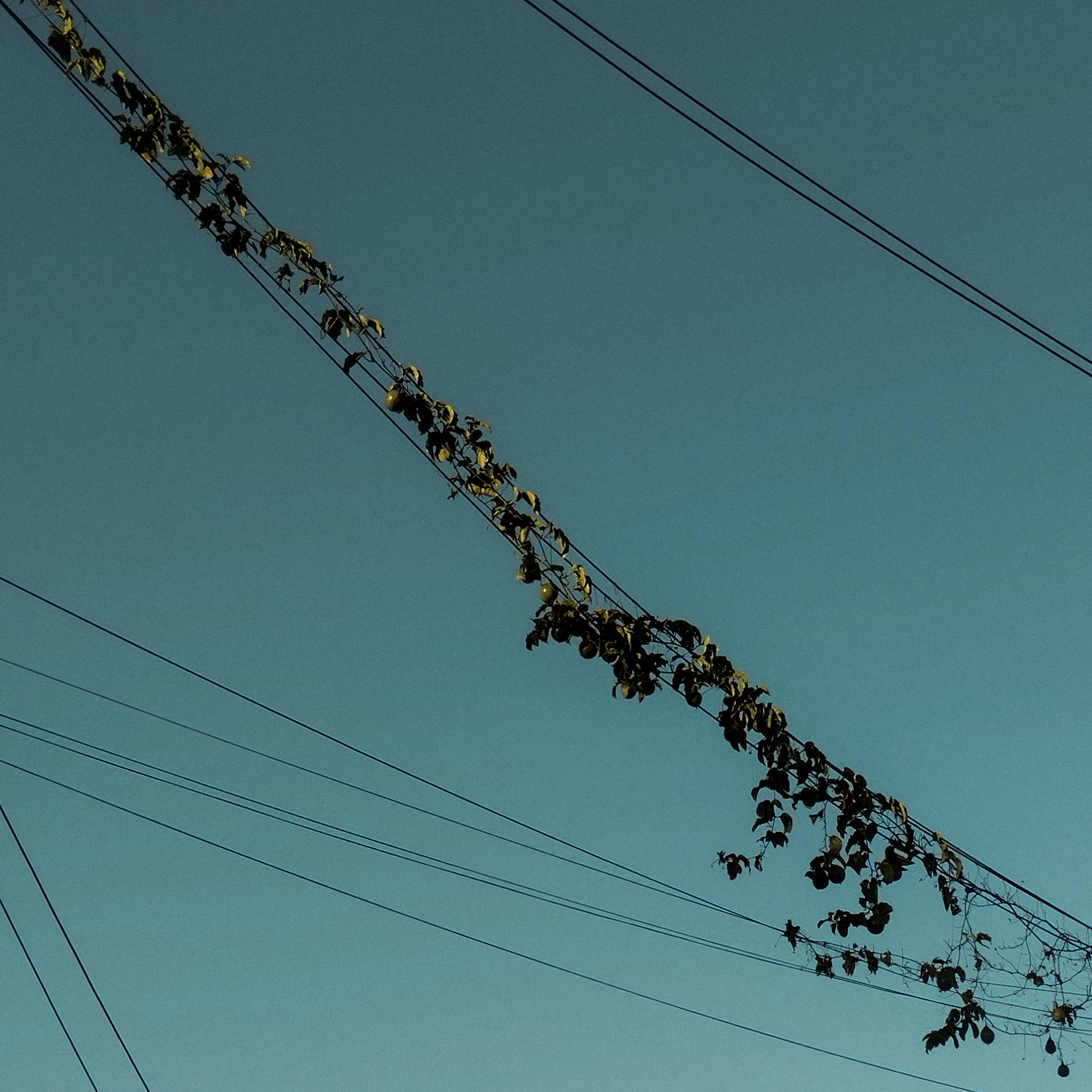 Vines growing on power lines against a clear sky