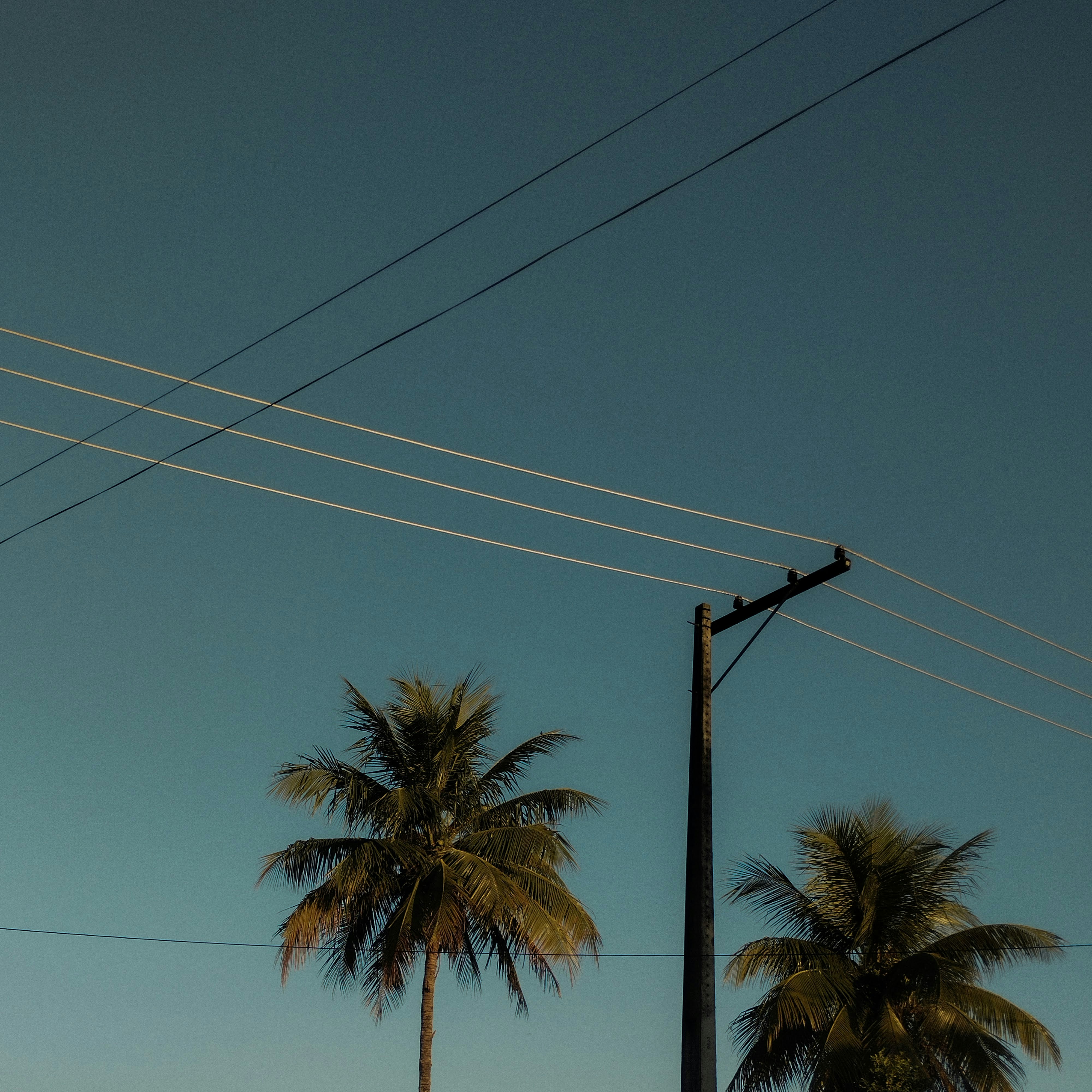 Palm trees and power lines against a clear blue sky