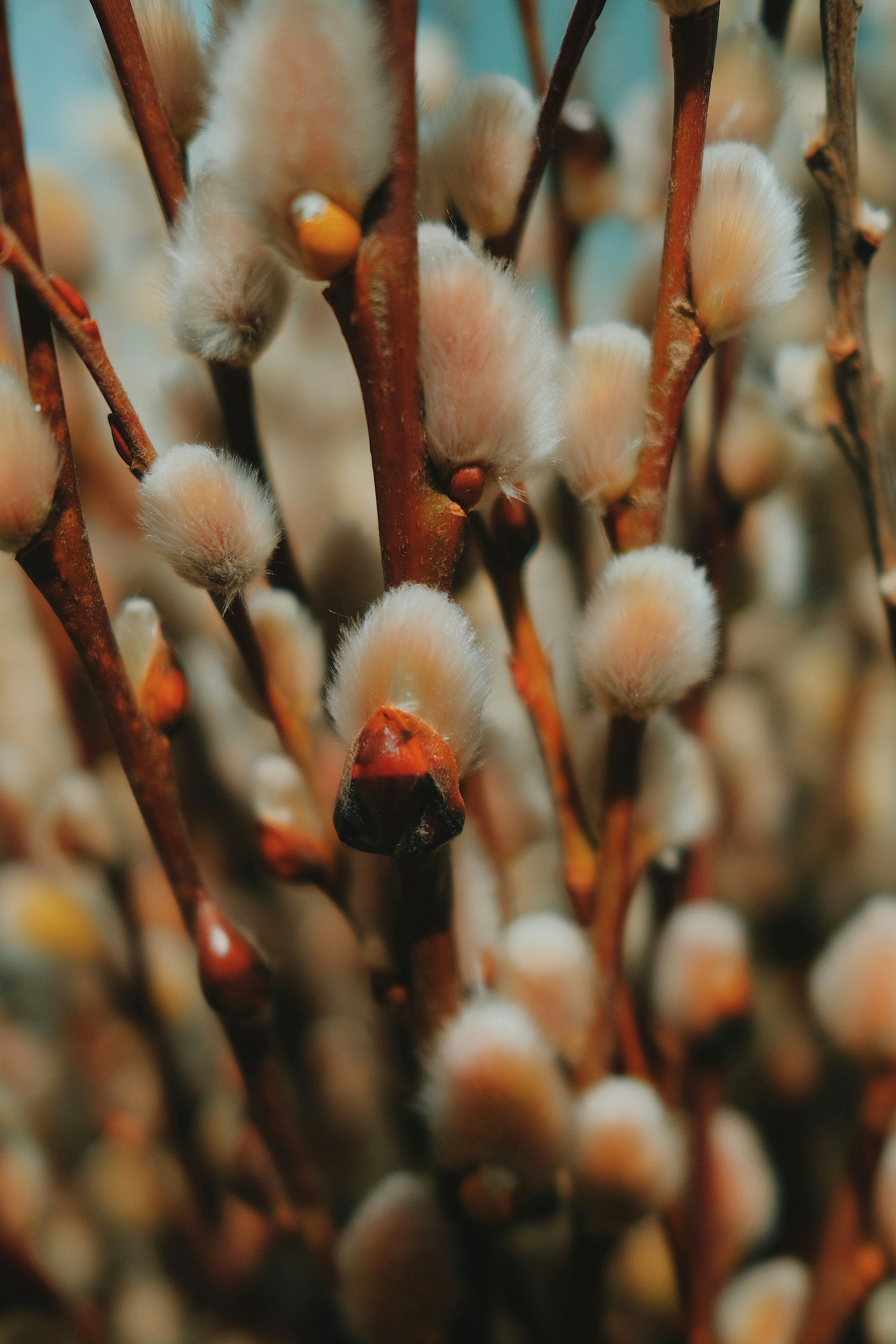 Delicate catkins clustered on slender branches, showcasing the gentle arrival of spring. The soft textures contrast beautifully with the earthy tones of the twigs.