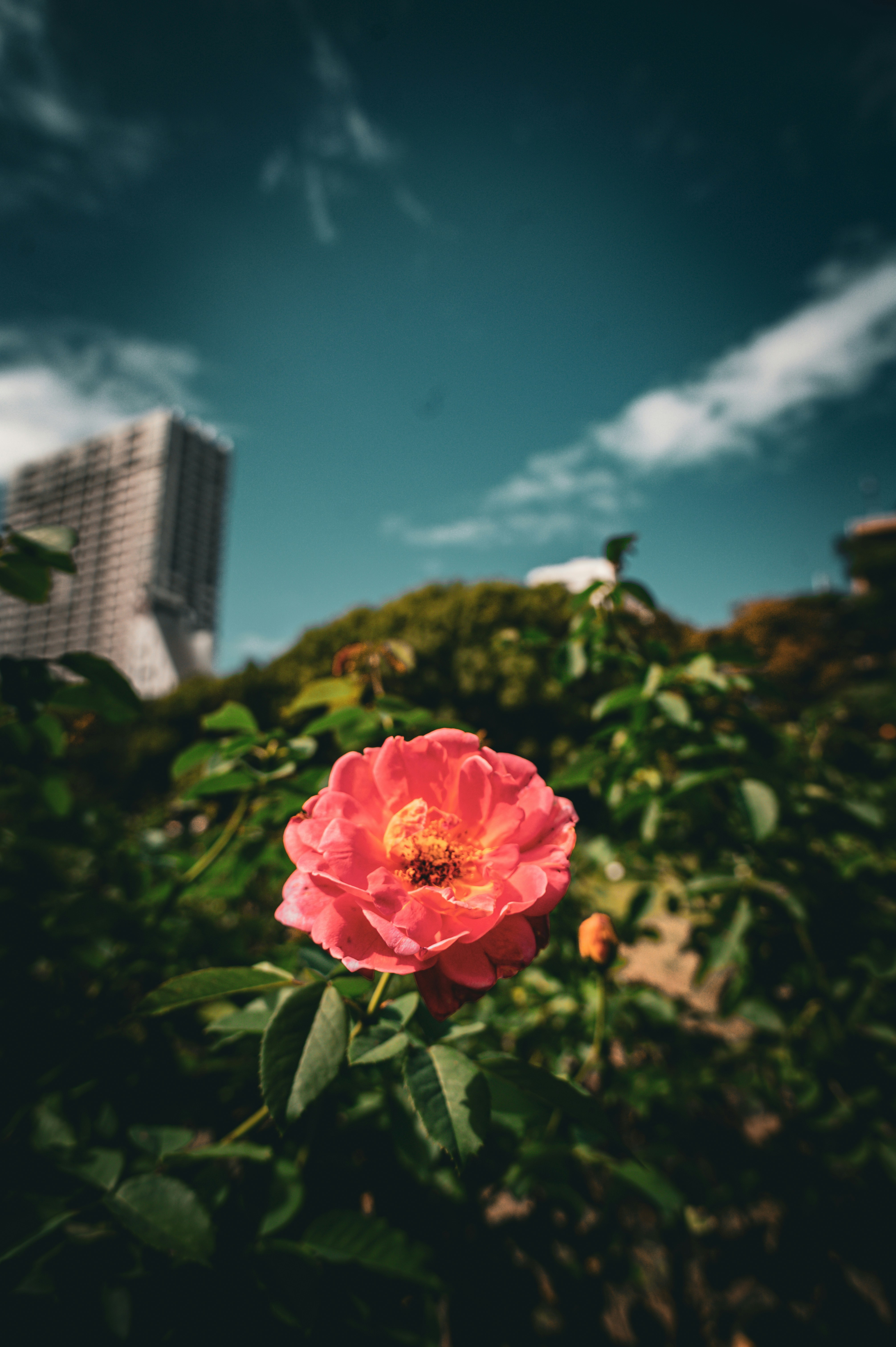 Urban Bloom: A Rose Amidst Concrete