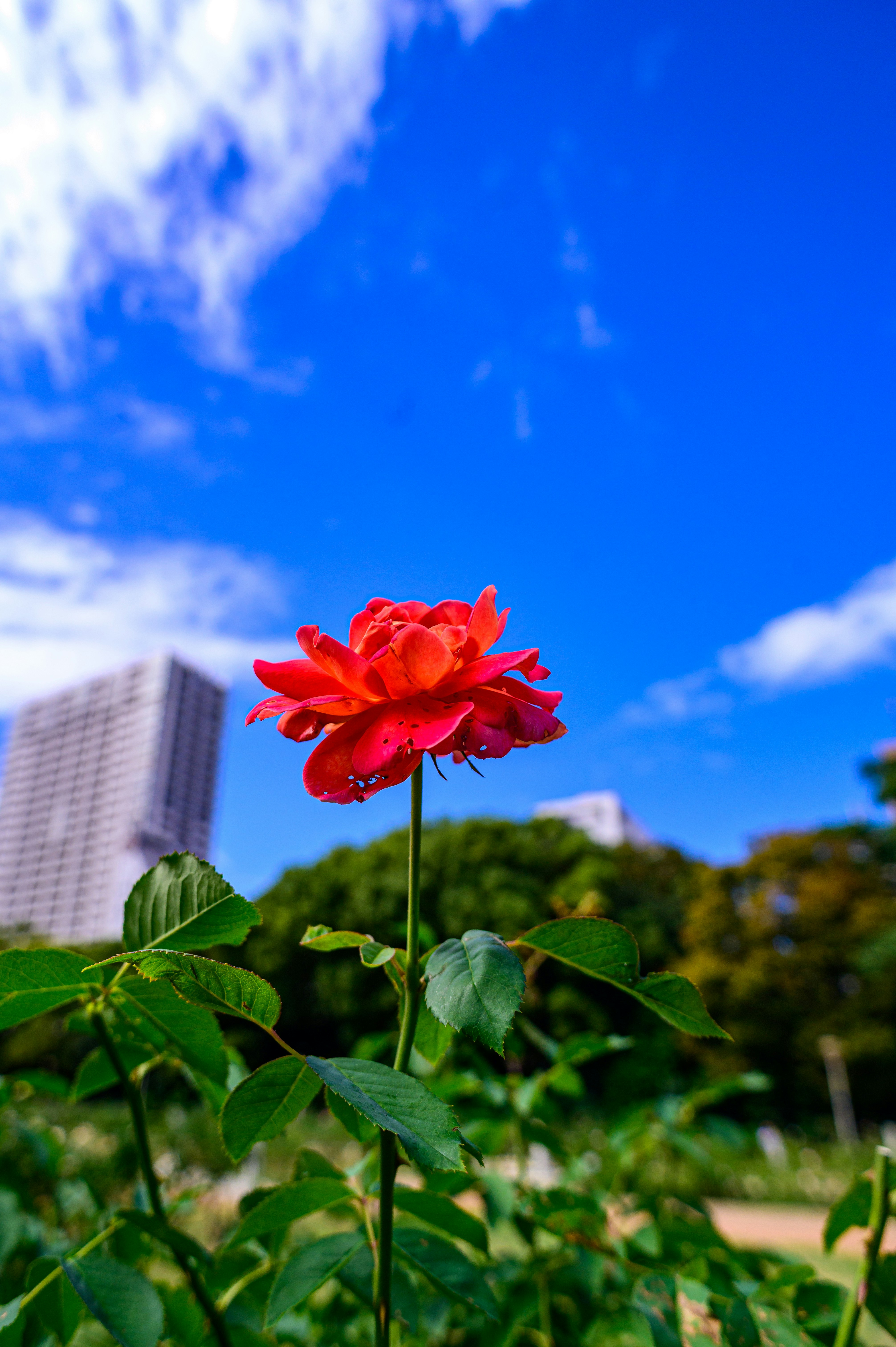 Vibrant red rose standing tall against a backdrop of urban buildings and a bright blue sky.