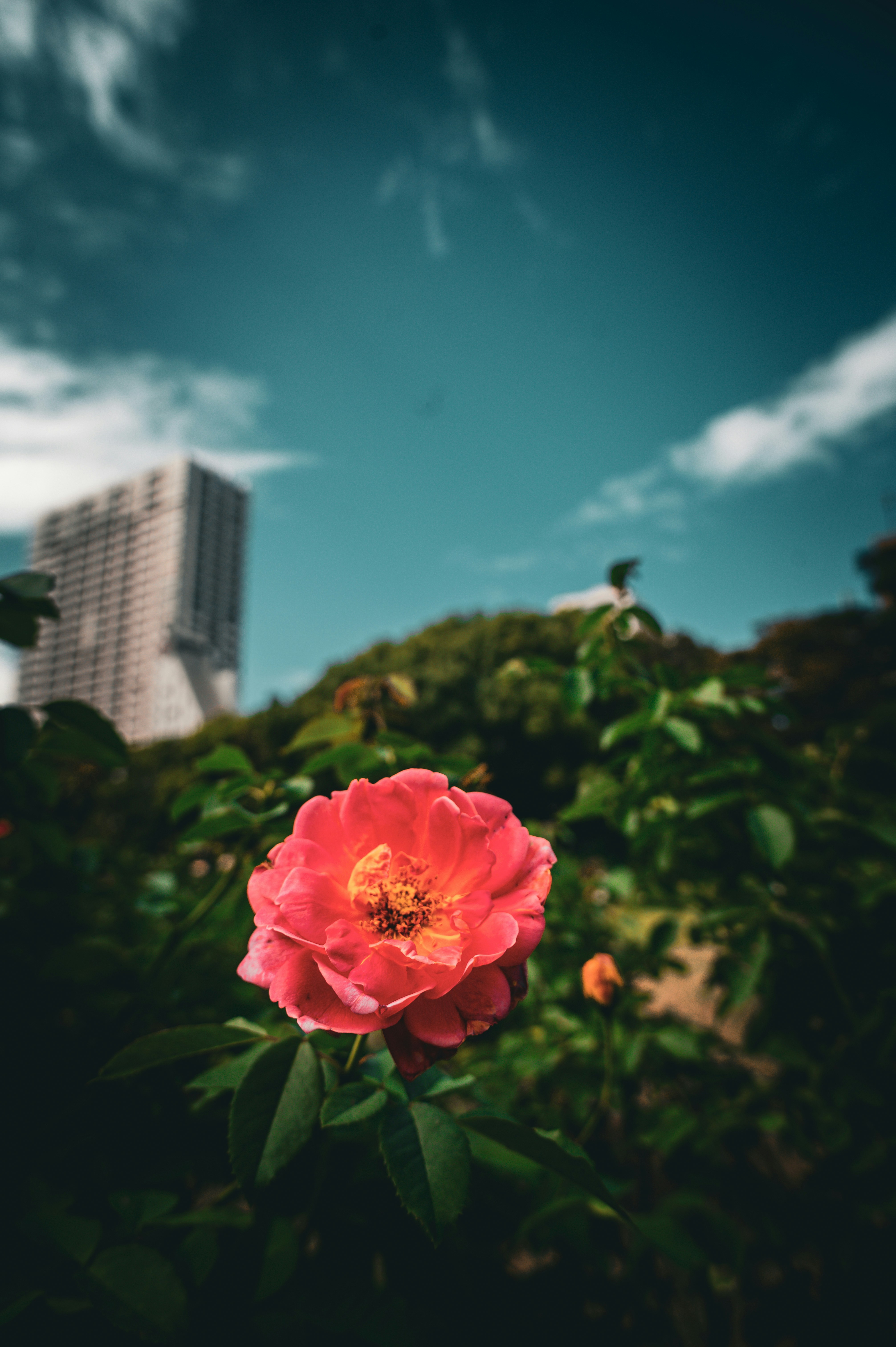 A vibrant pink rose blooms in front of a building.