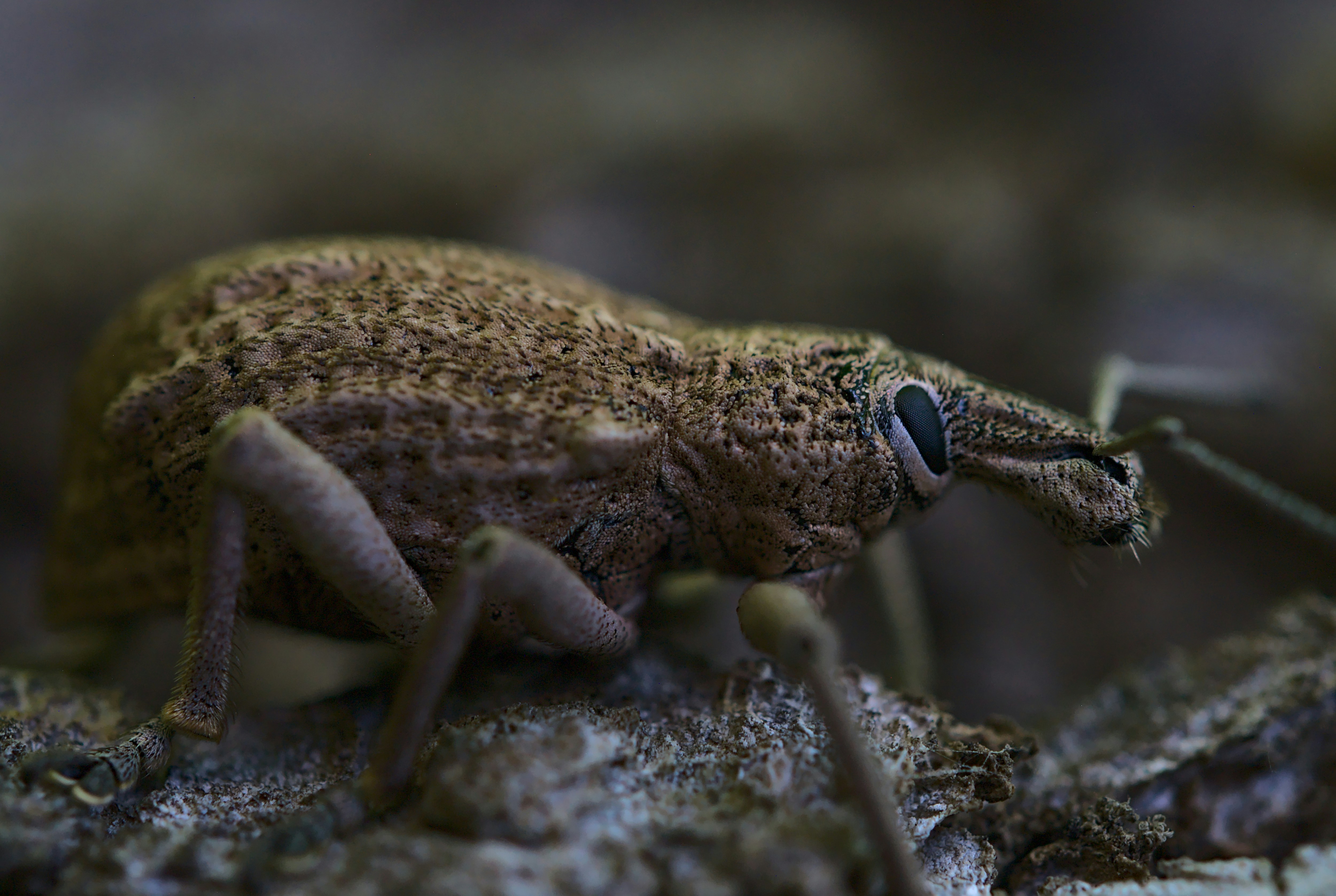 The Subtle Art of Camouflage: A Close Encounter with Nature
