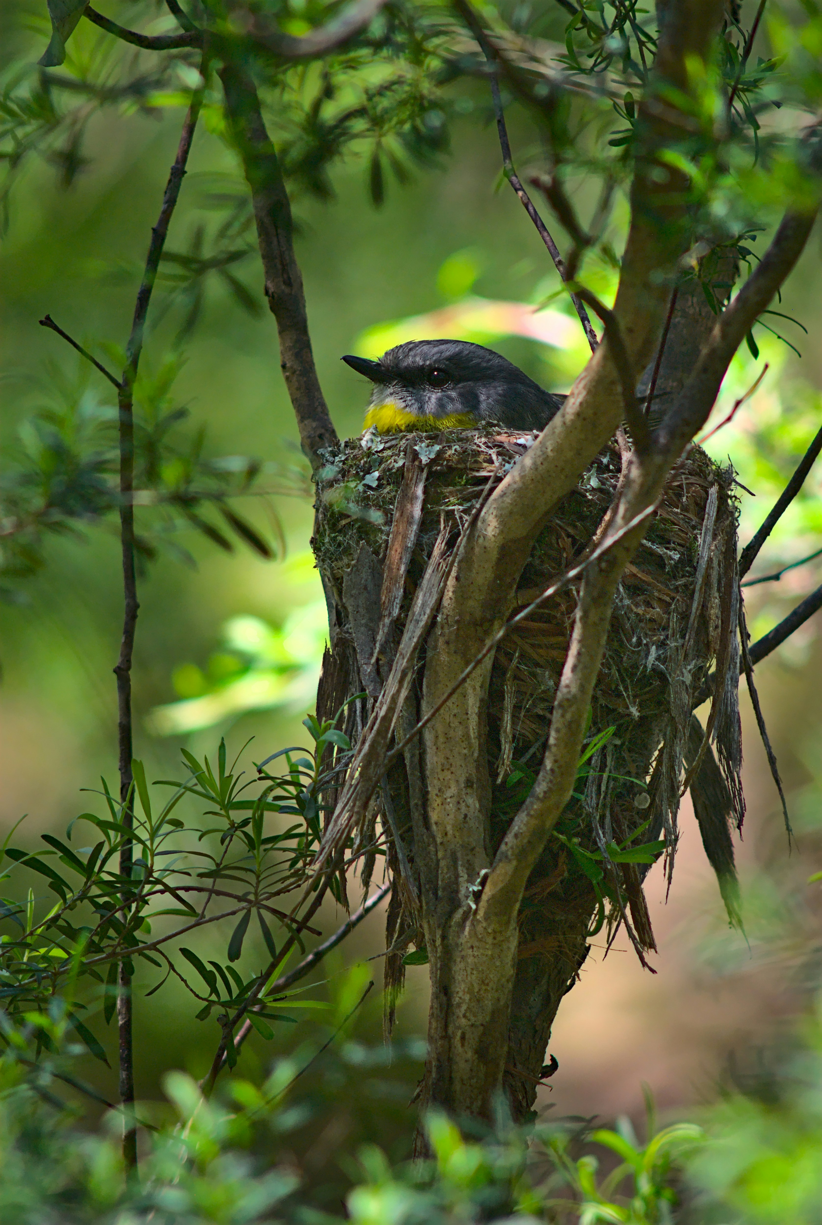 Nestled Serenity: A Feathered Guardian