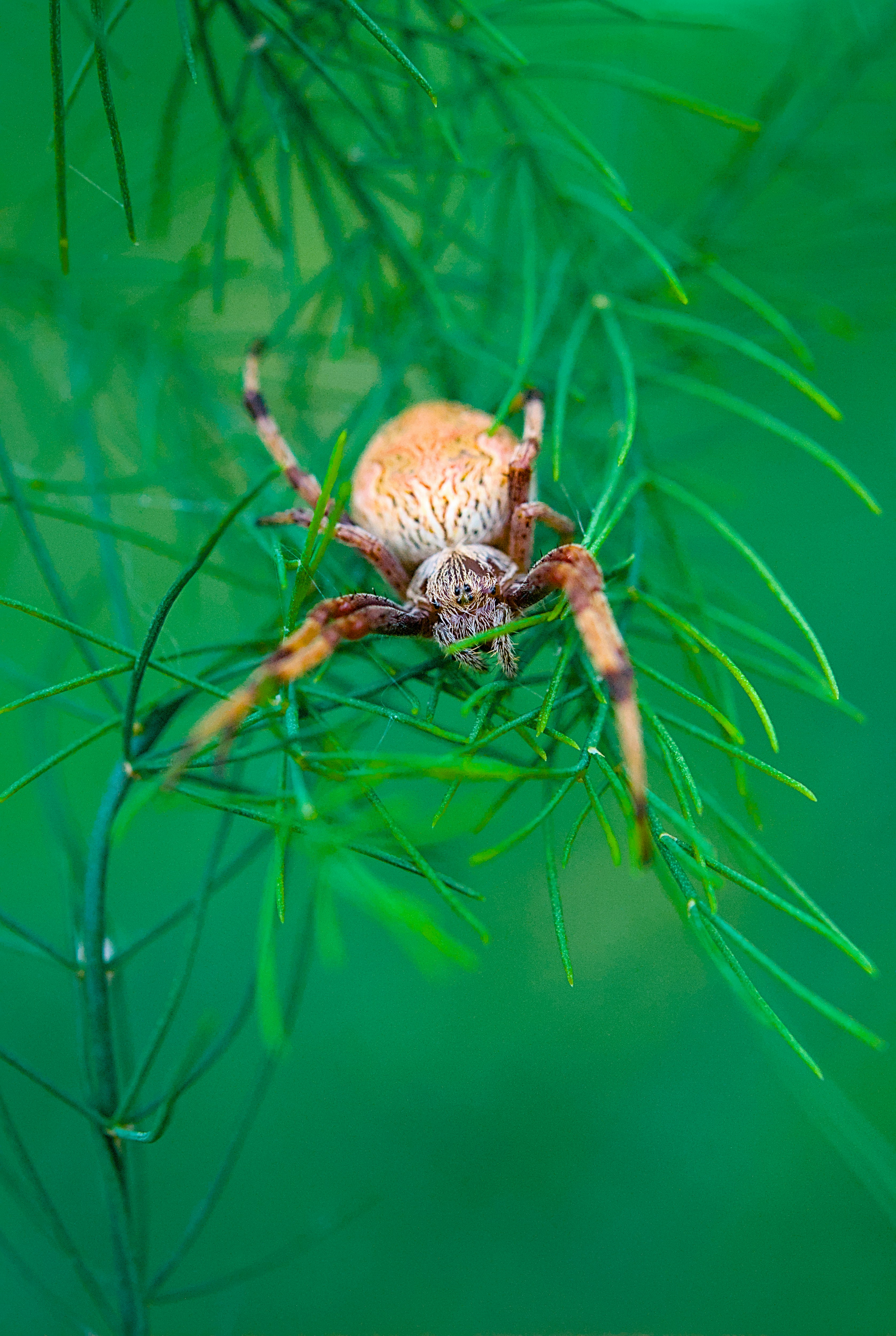 Arachnid Harmony: Nature's Intricate Weaver
