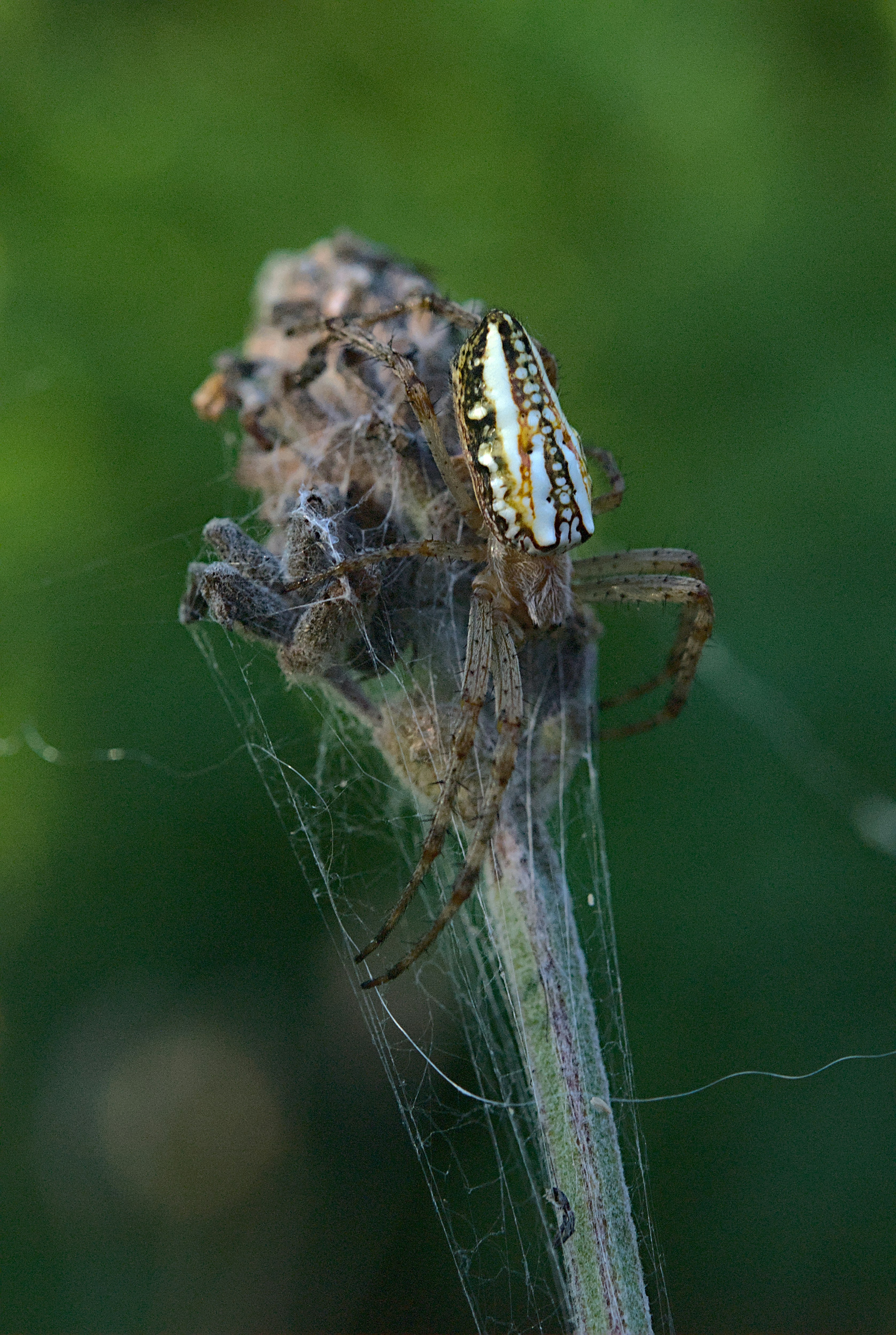 Close-up of a spider perched on a dried flower, intricately woven webs visible in the background. The spider displays vibrant markings, showcasing its role in the ecosystem.
