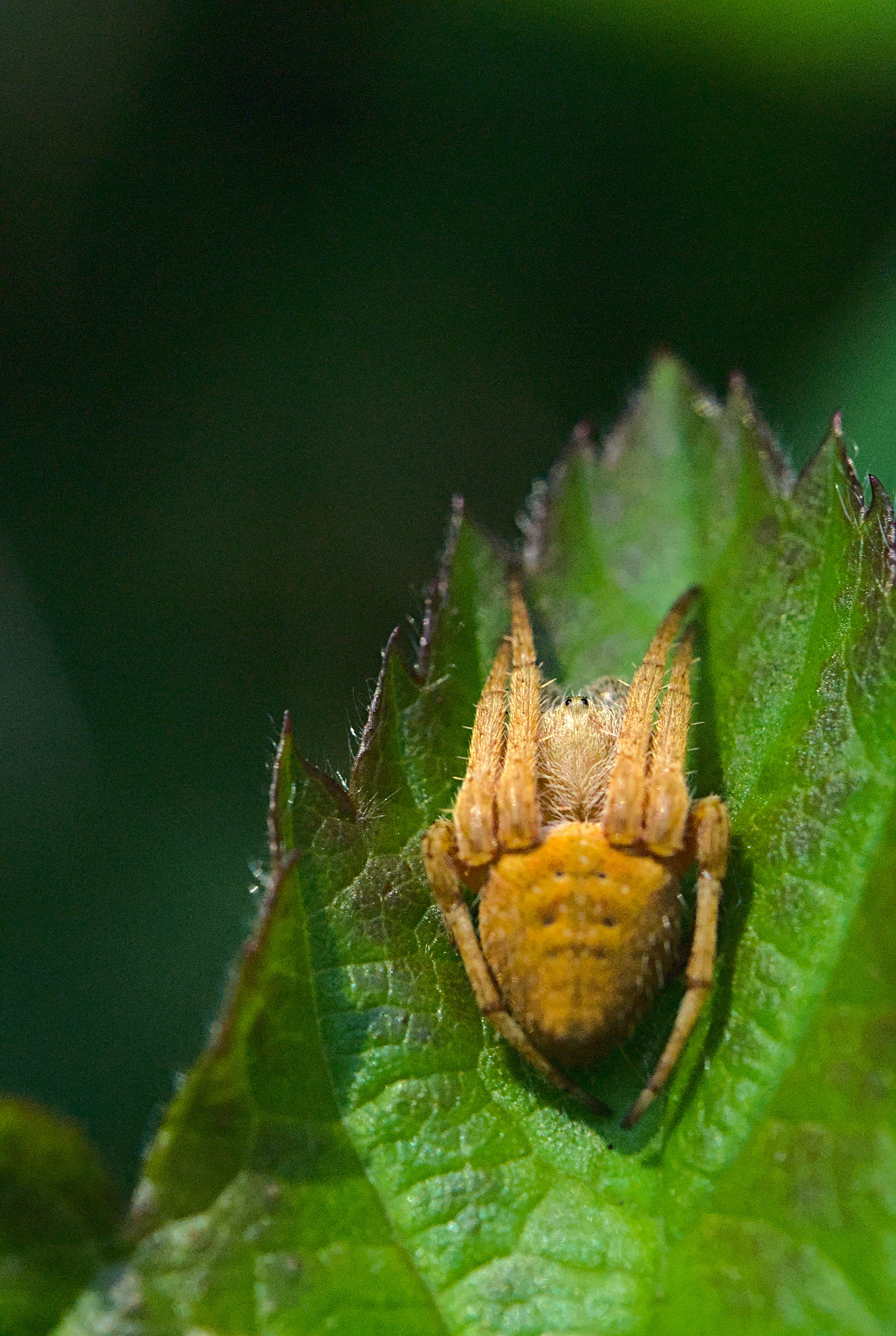 A yellow crab spider rests on a green leaf.