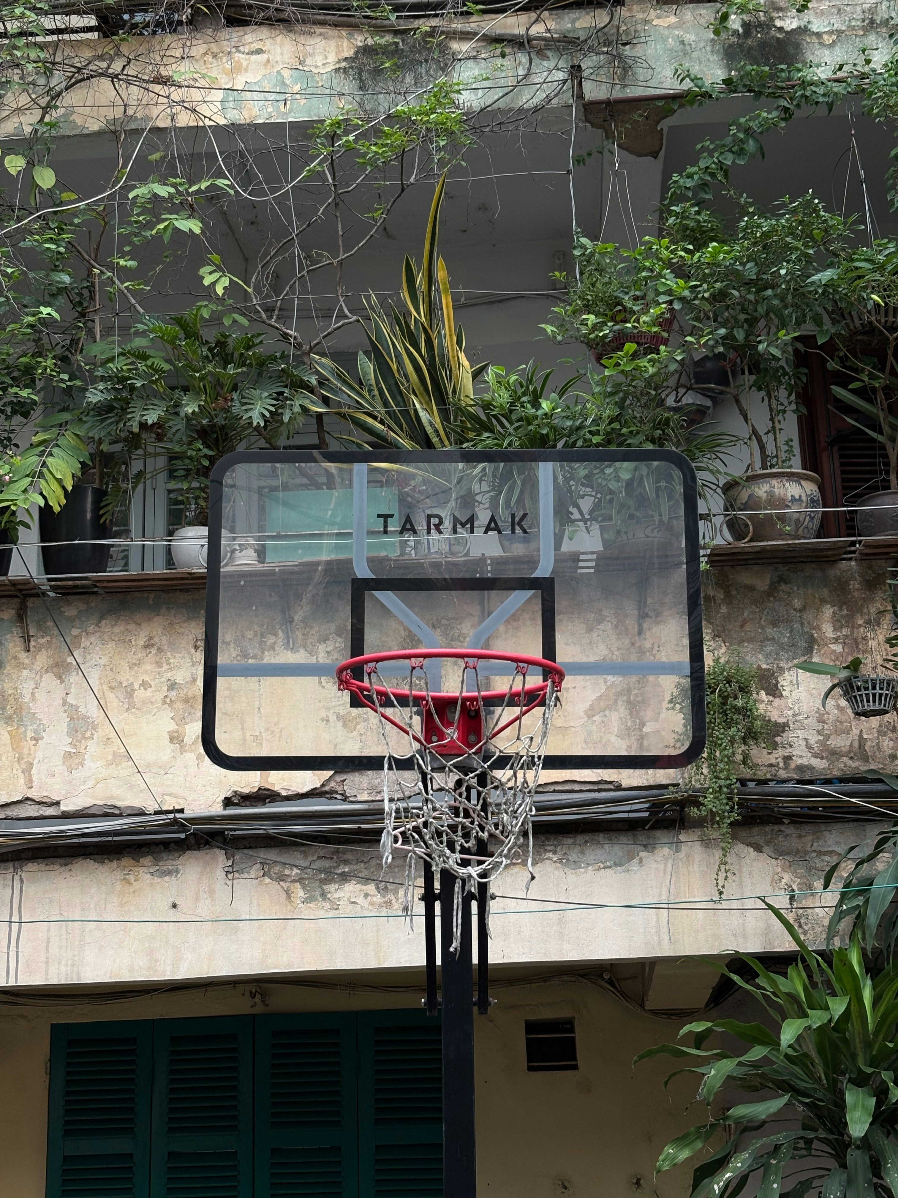 Urban Hoops: Nature Meets Sport