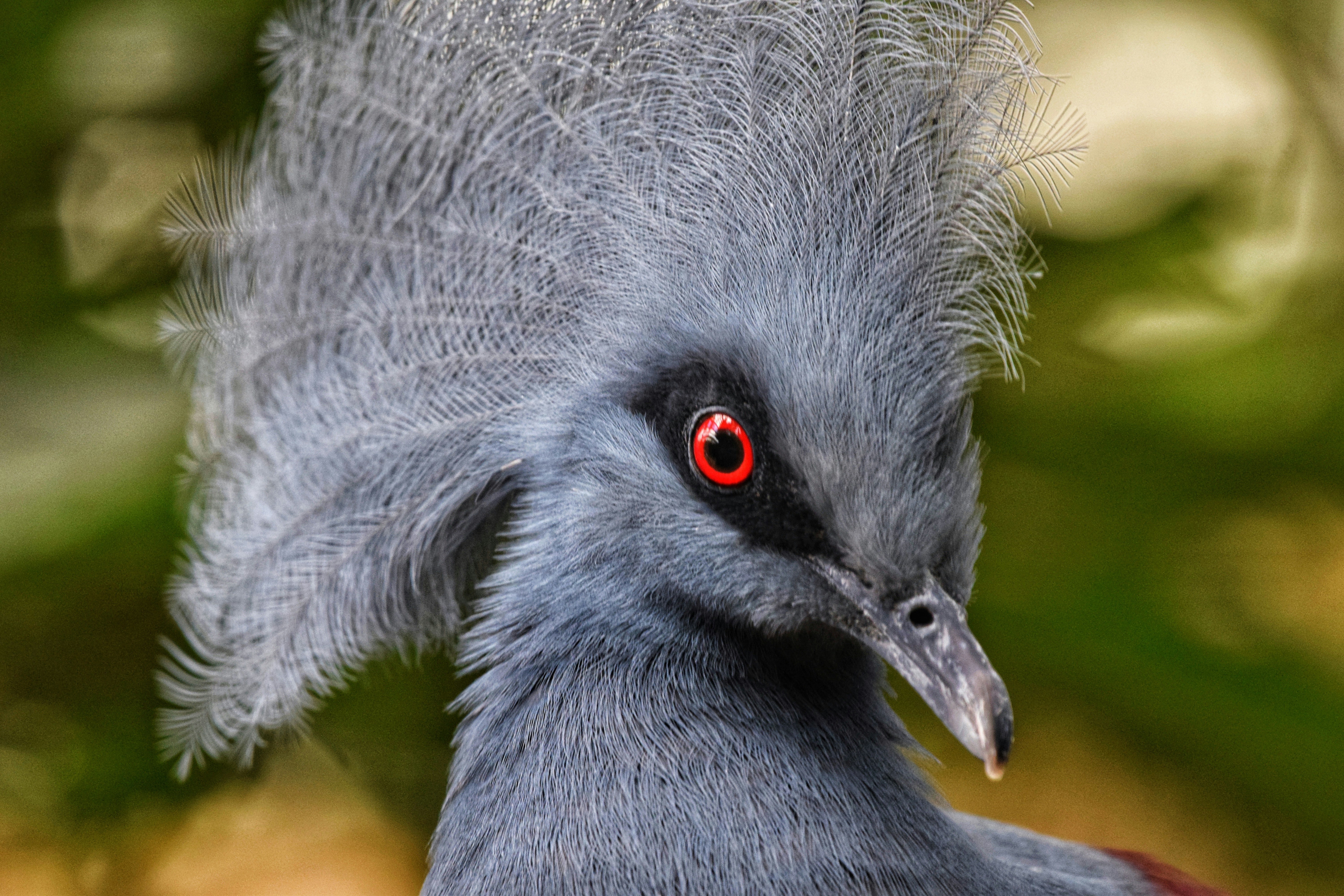 The Enigmatic Elegance of the Victoria Crowned Pigeon