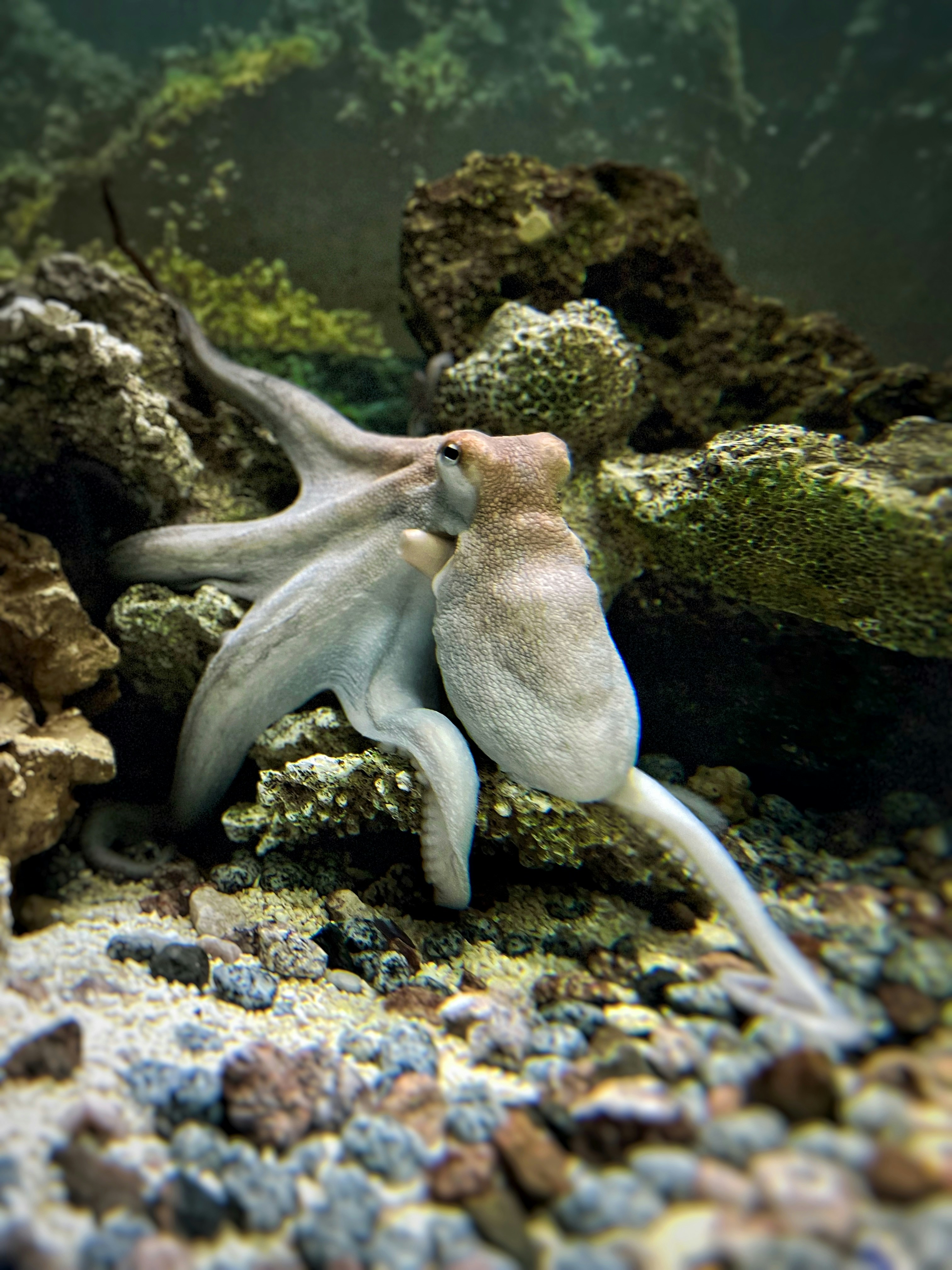 Underwater Embrace: A Dance of Two Octopuses