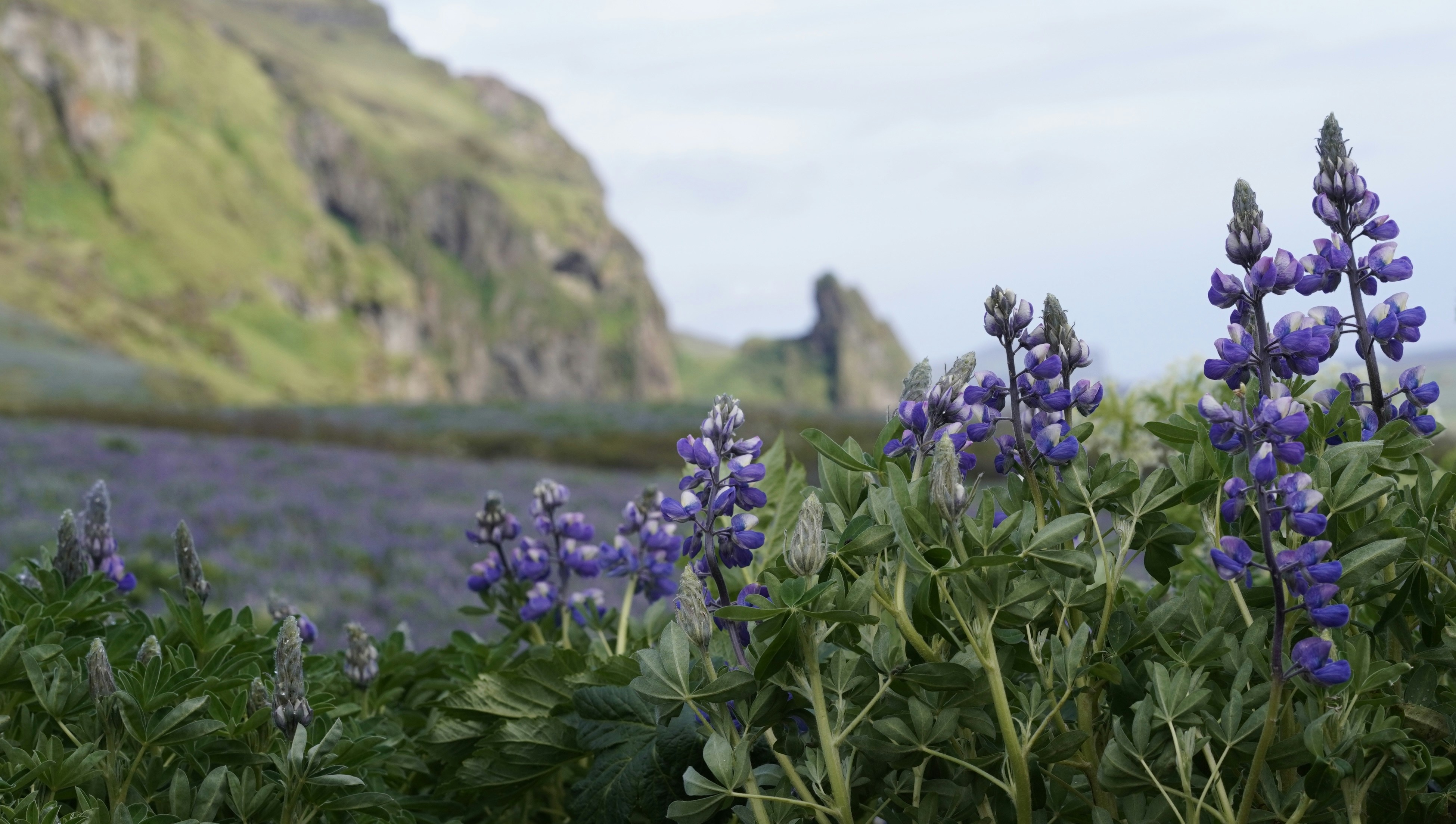 Lavender Foreground, Cliffside Backdrop: A Quiet Coastal Floral Portrait
