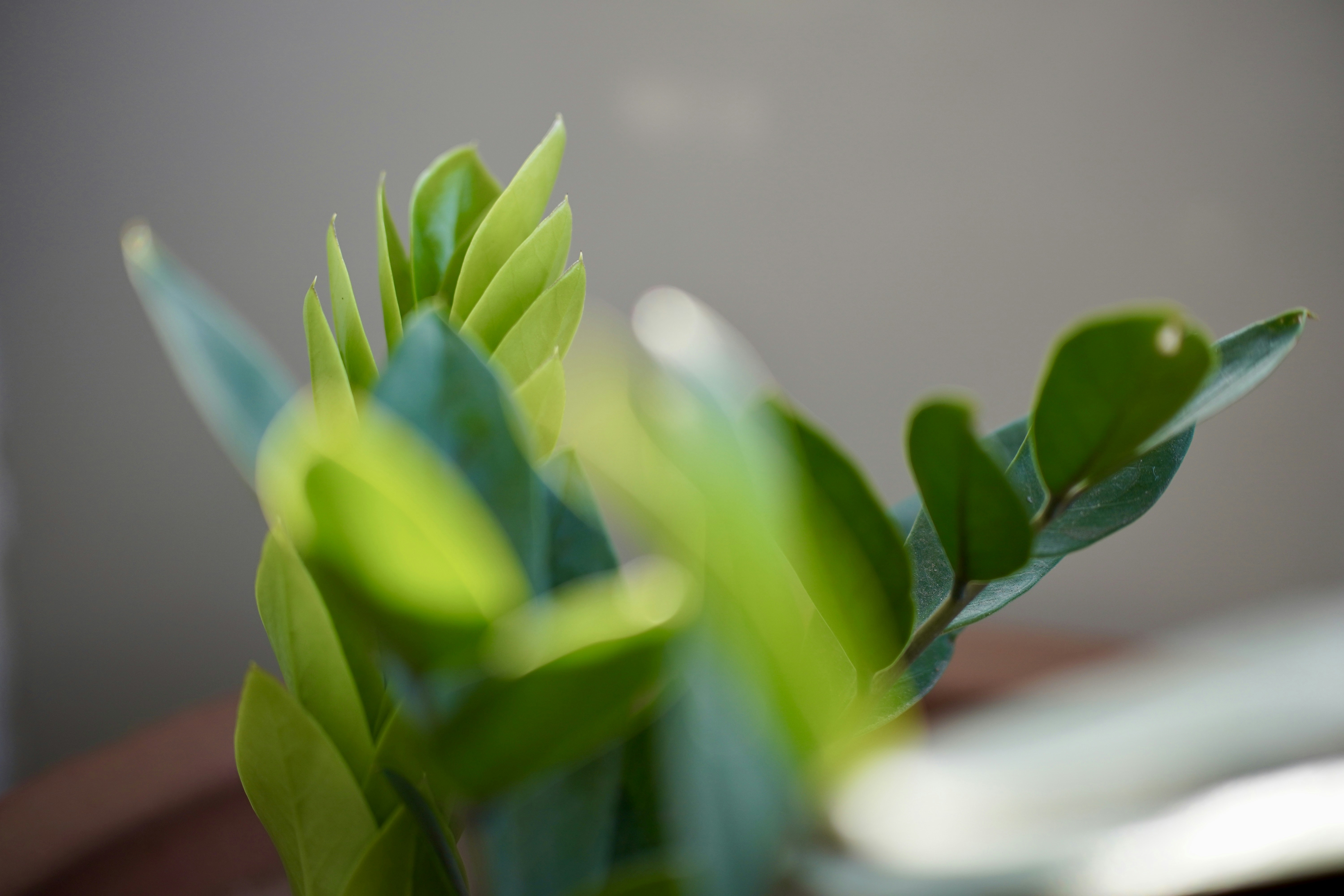 Close-up of vibrant green plant leaves with soft lighting.