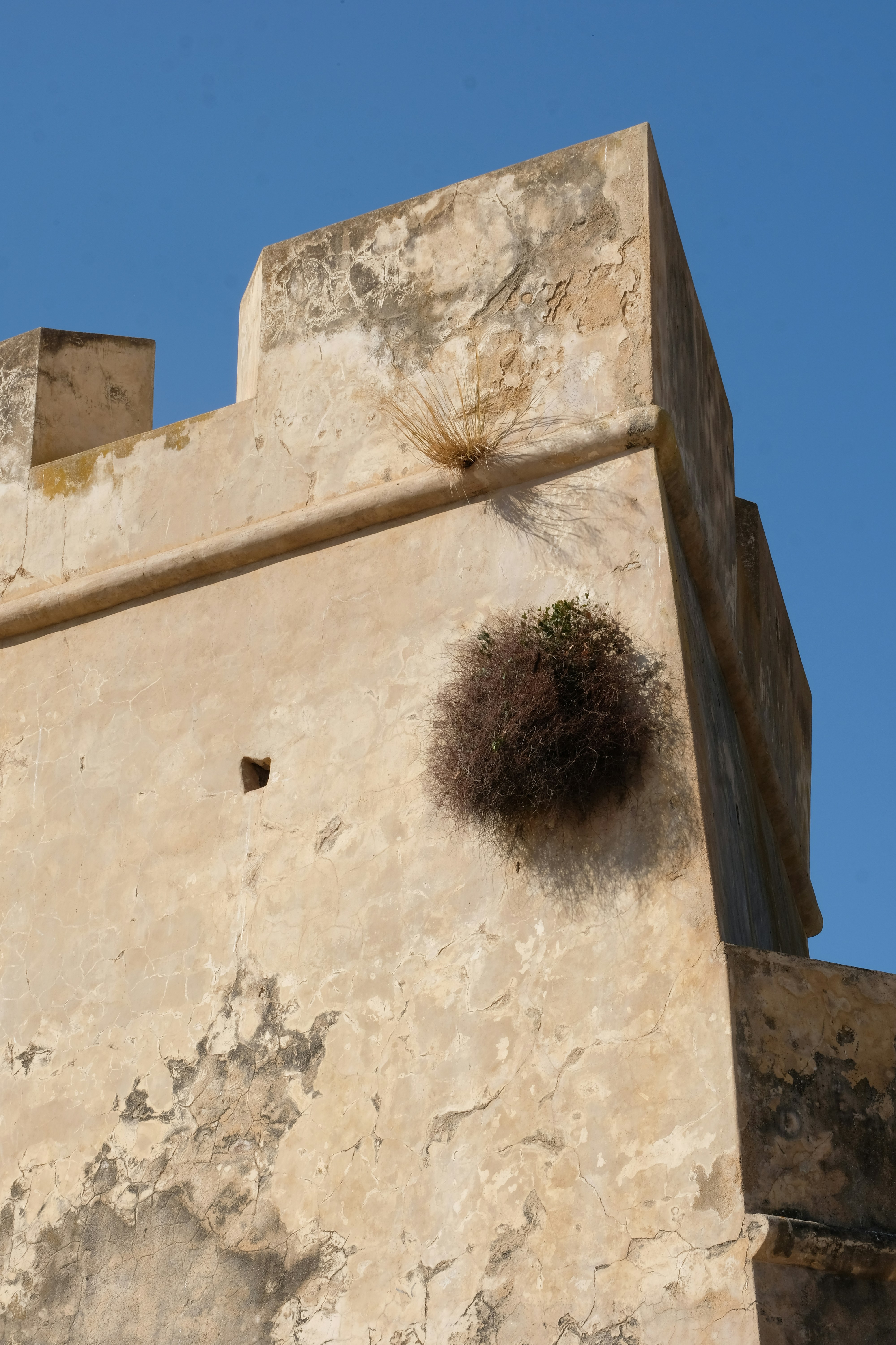 Weathered beige stone walls of Fort de São Sebastião, cracked and lichen-covered, with tufts of dry grass and moss sprouting from crevices against clear blue sky. | A weathered stone wall with plants growing