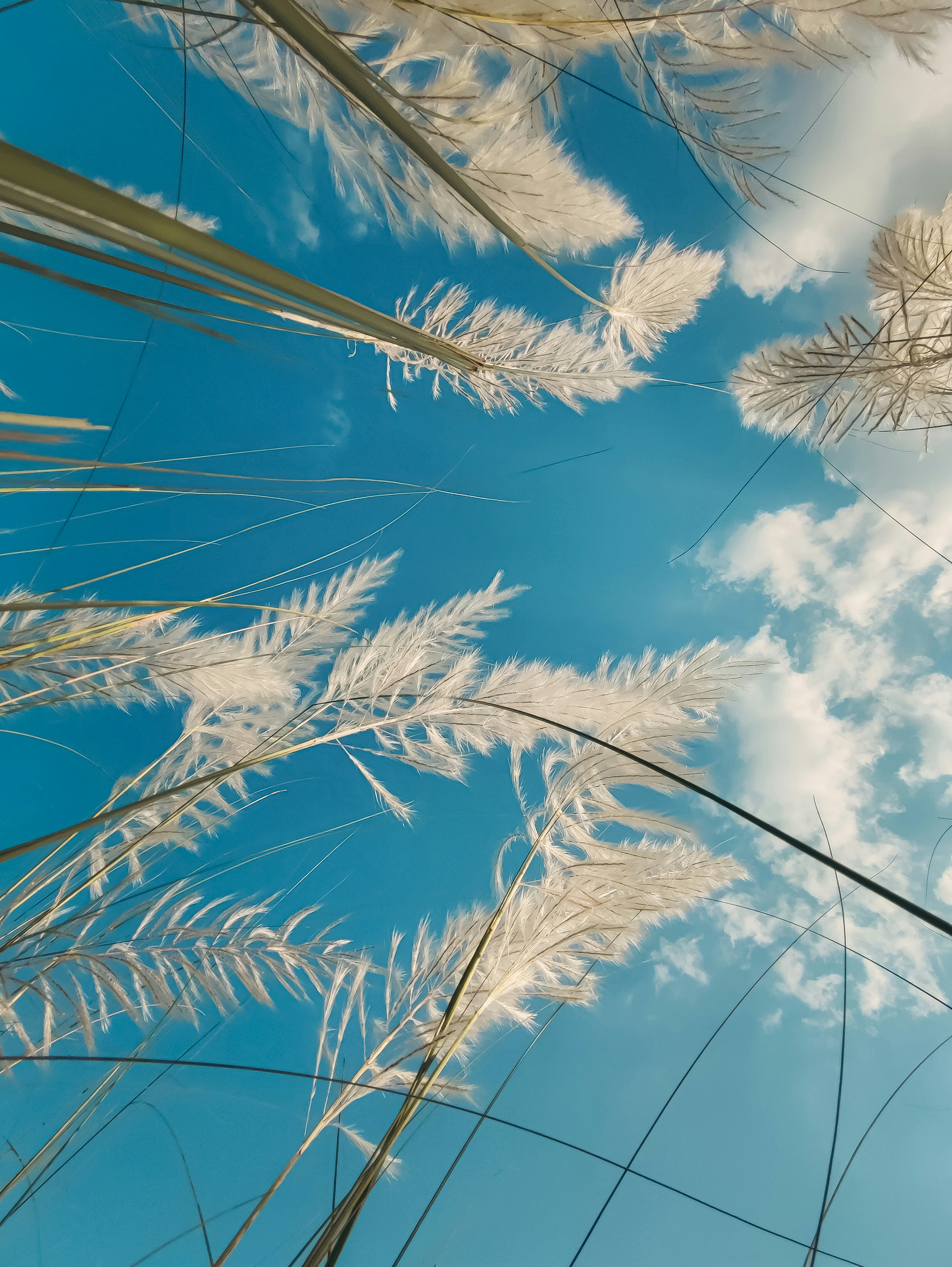 Low-angle photograph of feathery grass seedheads reaching toward a clear blue sky, with a few wires crossing the frame to add geometric contrast.