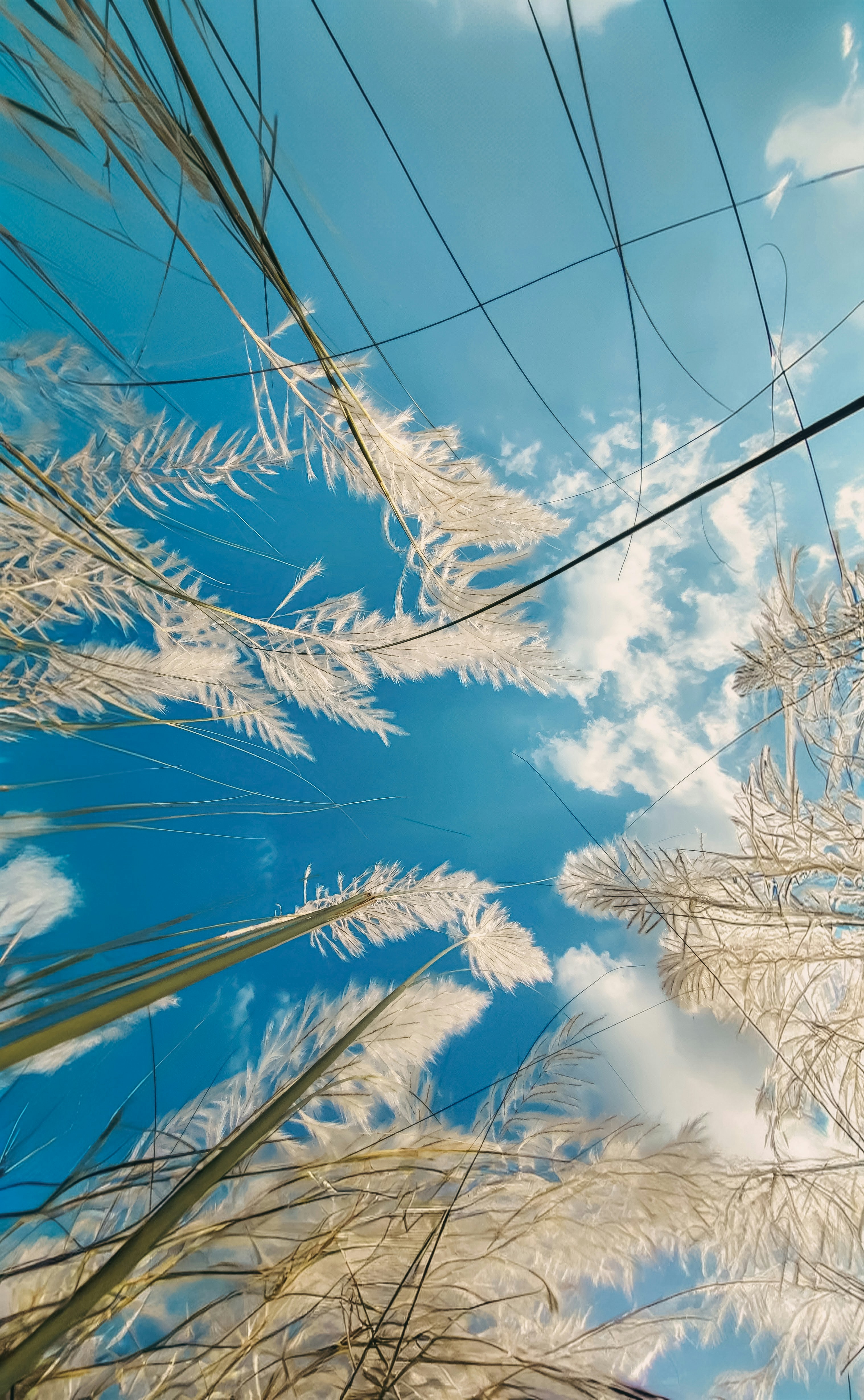 Tall white reeds against a bright blue sky.