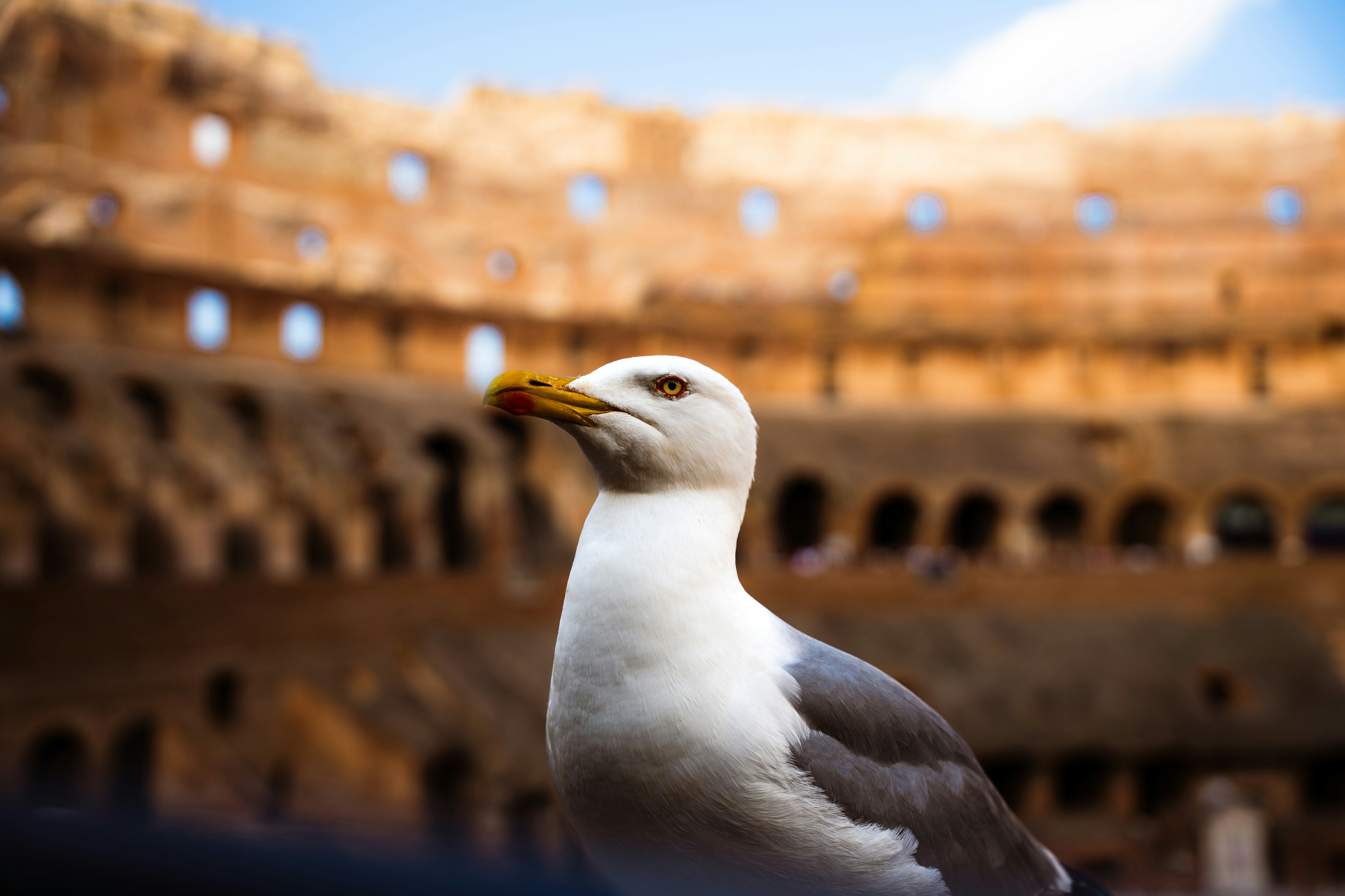 Urban Avian Amidst Ancient Ruins