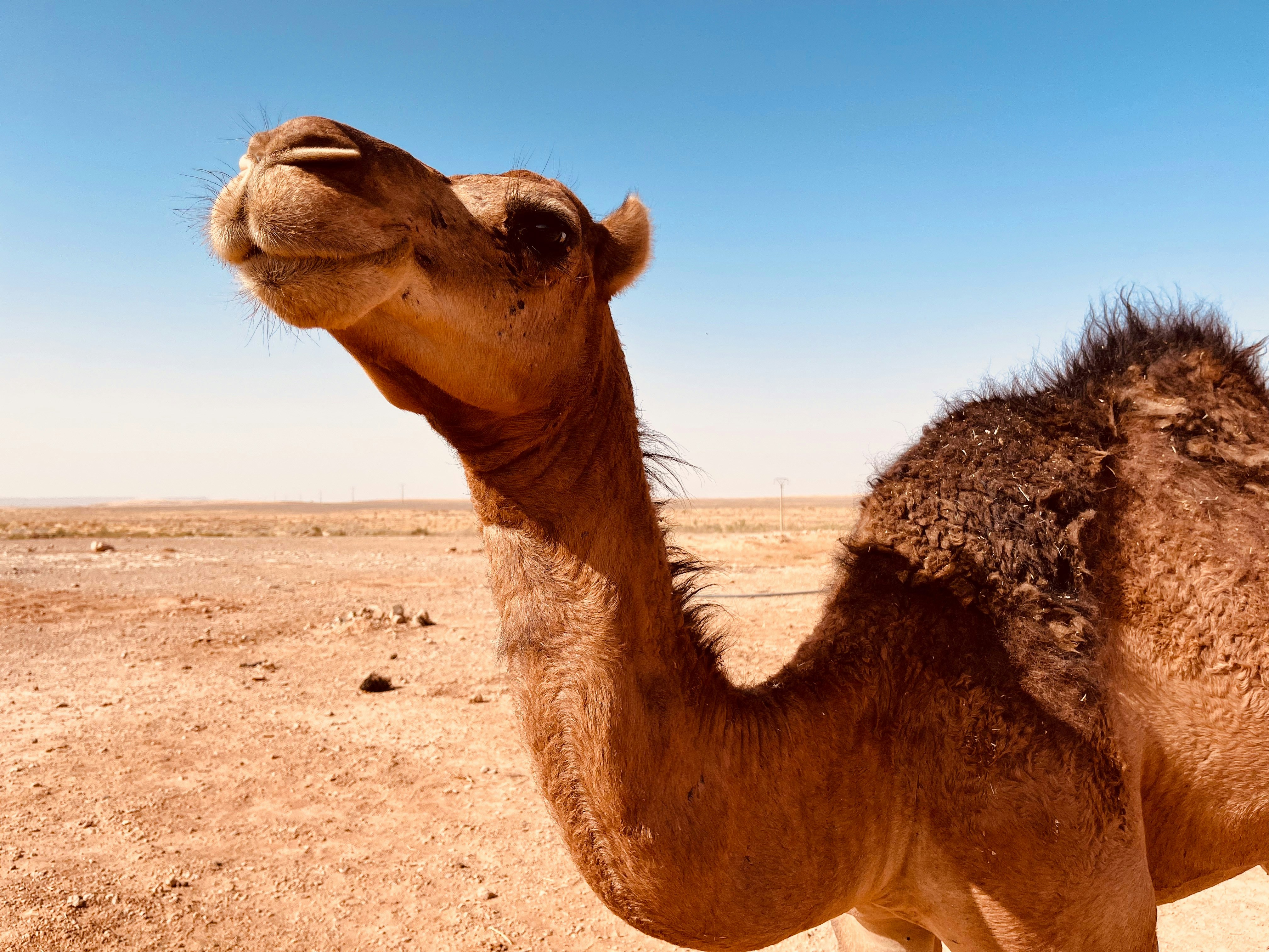 A camel stands in a desert landscape.