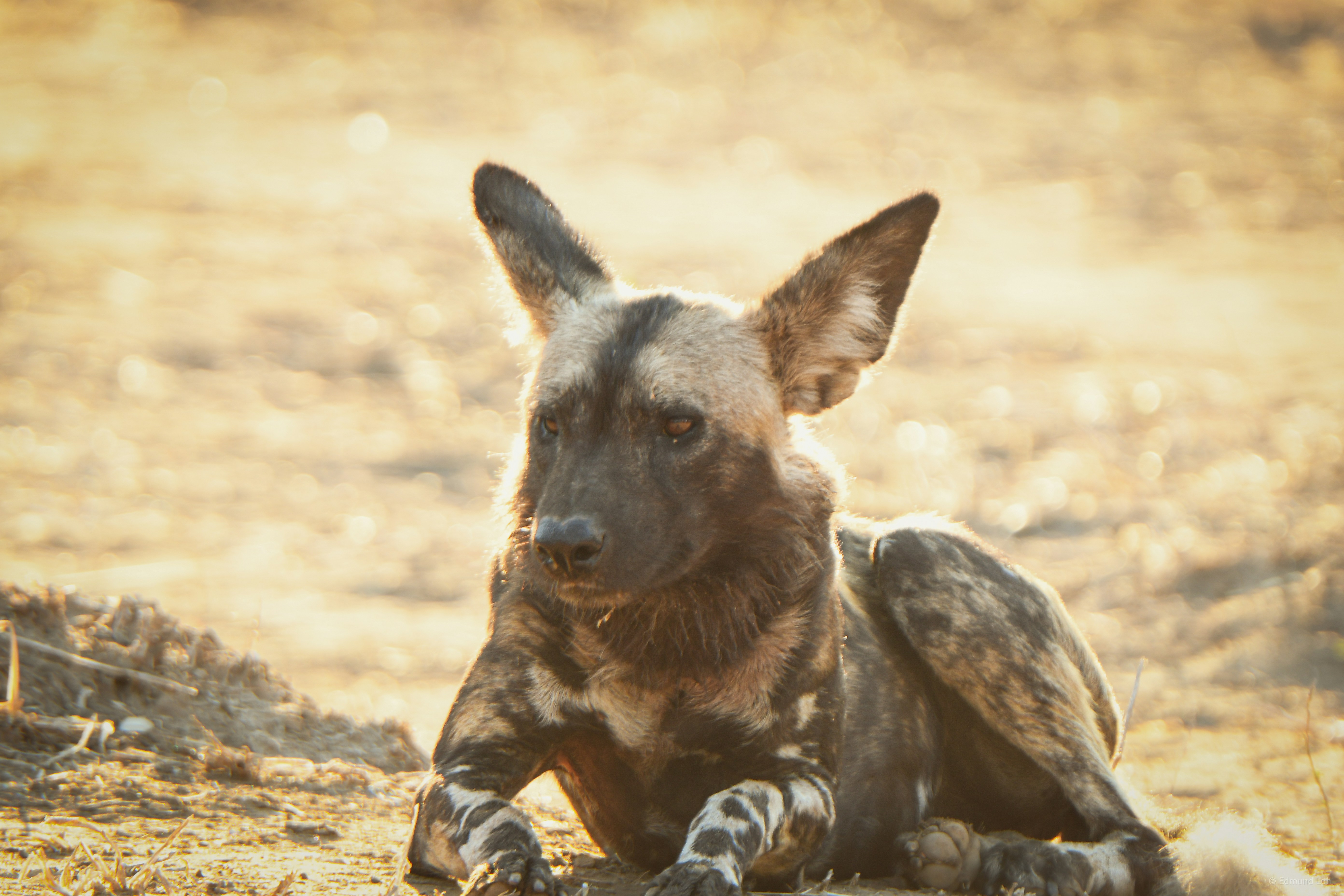 A wild dog rests on the dry earth, its unique coat blending with the surroundings. The golden light highlights its attentive gaze.