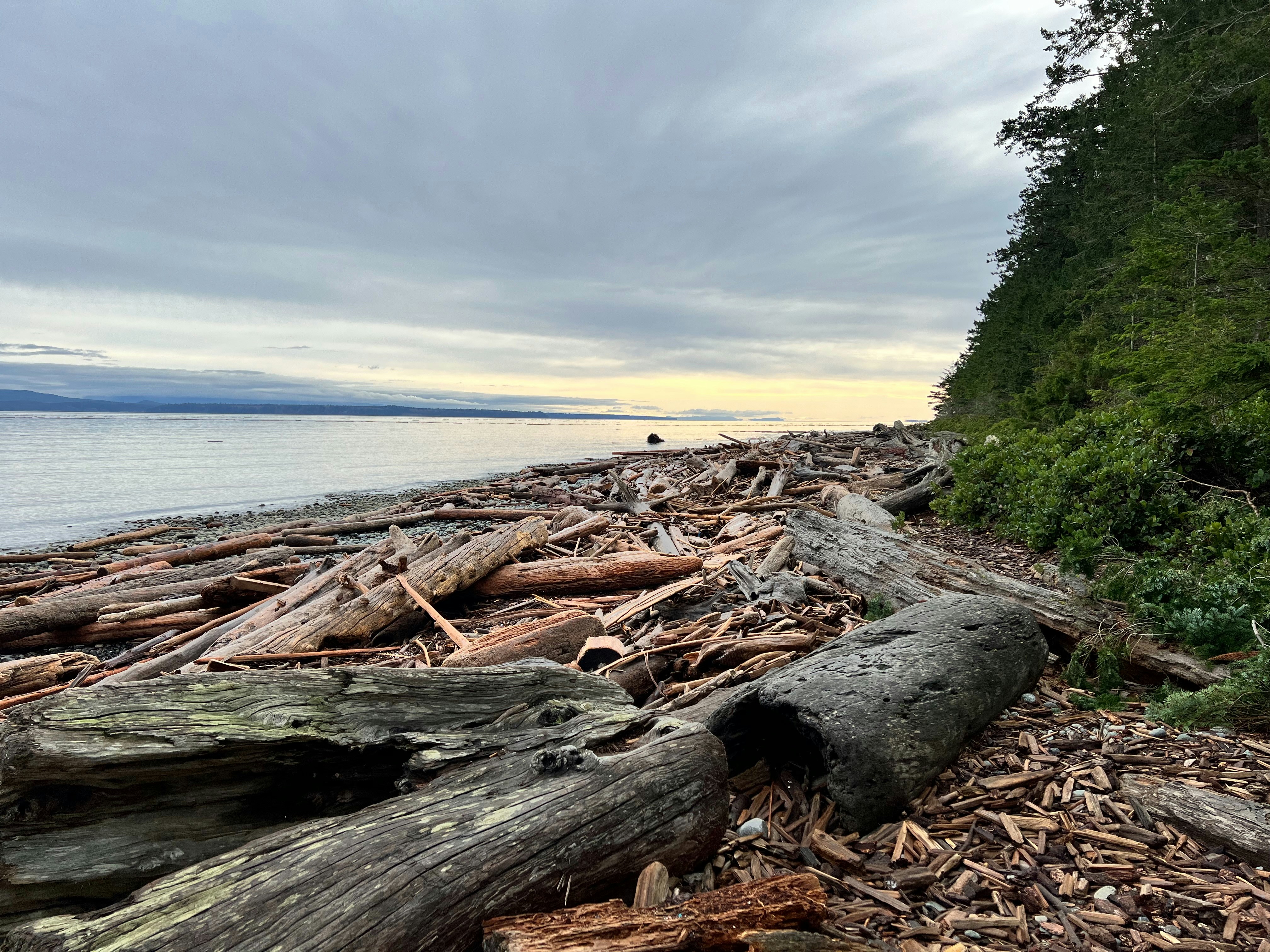 Driftwood Symphony by the Shoreline