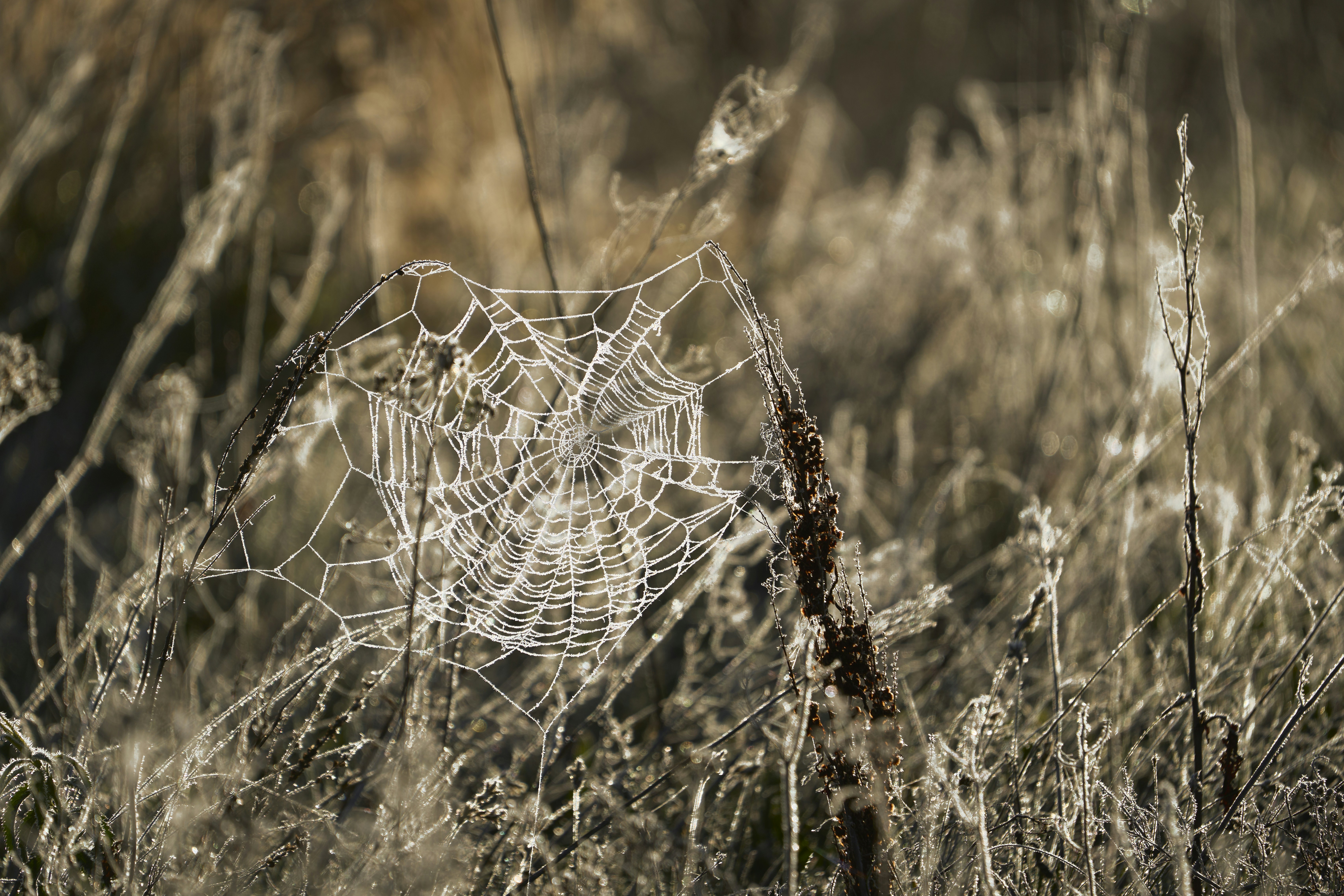 Nature's Delicate Architecture: A Frosted Web