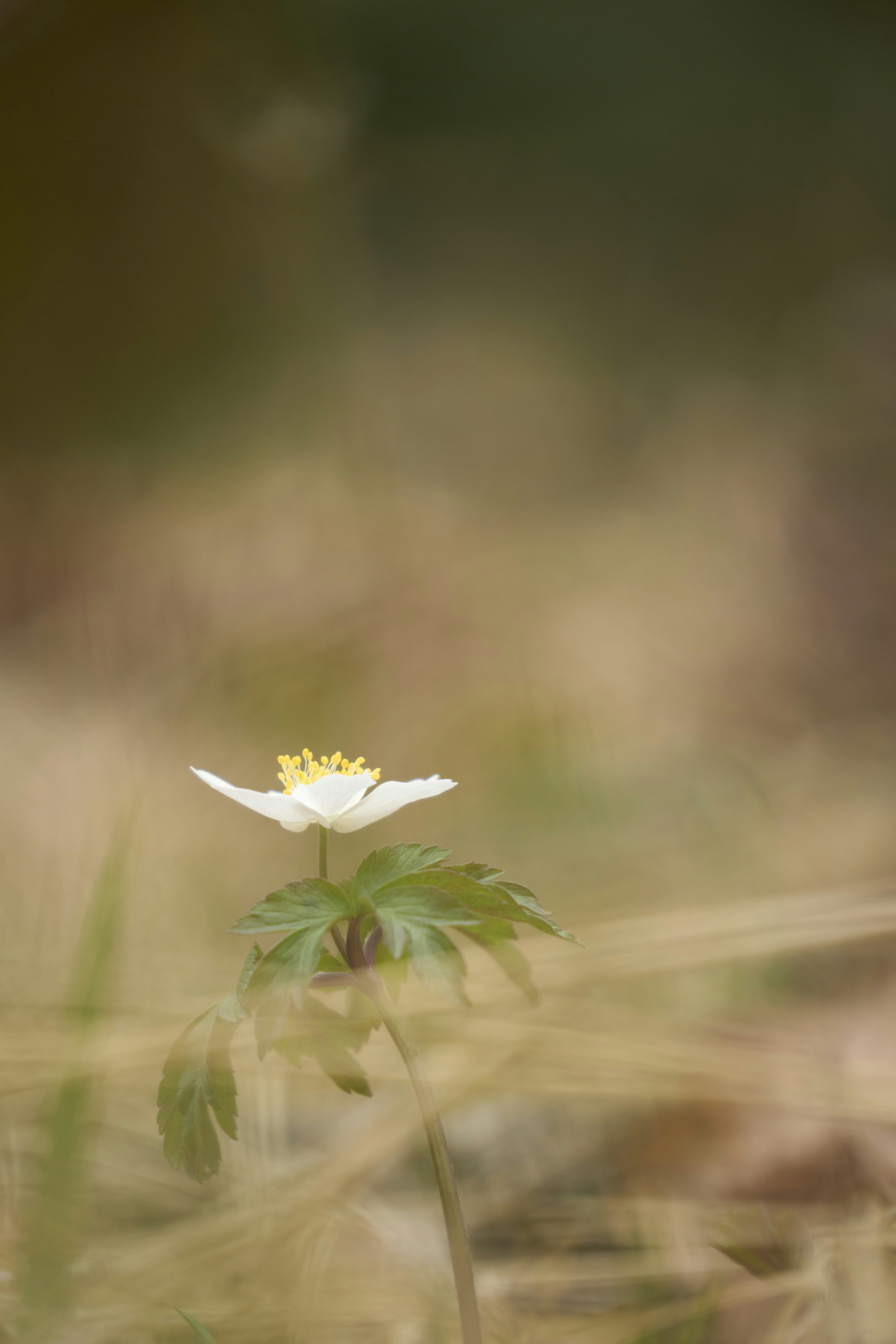 Solitary Bloom Amidst Nature's Canvas