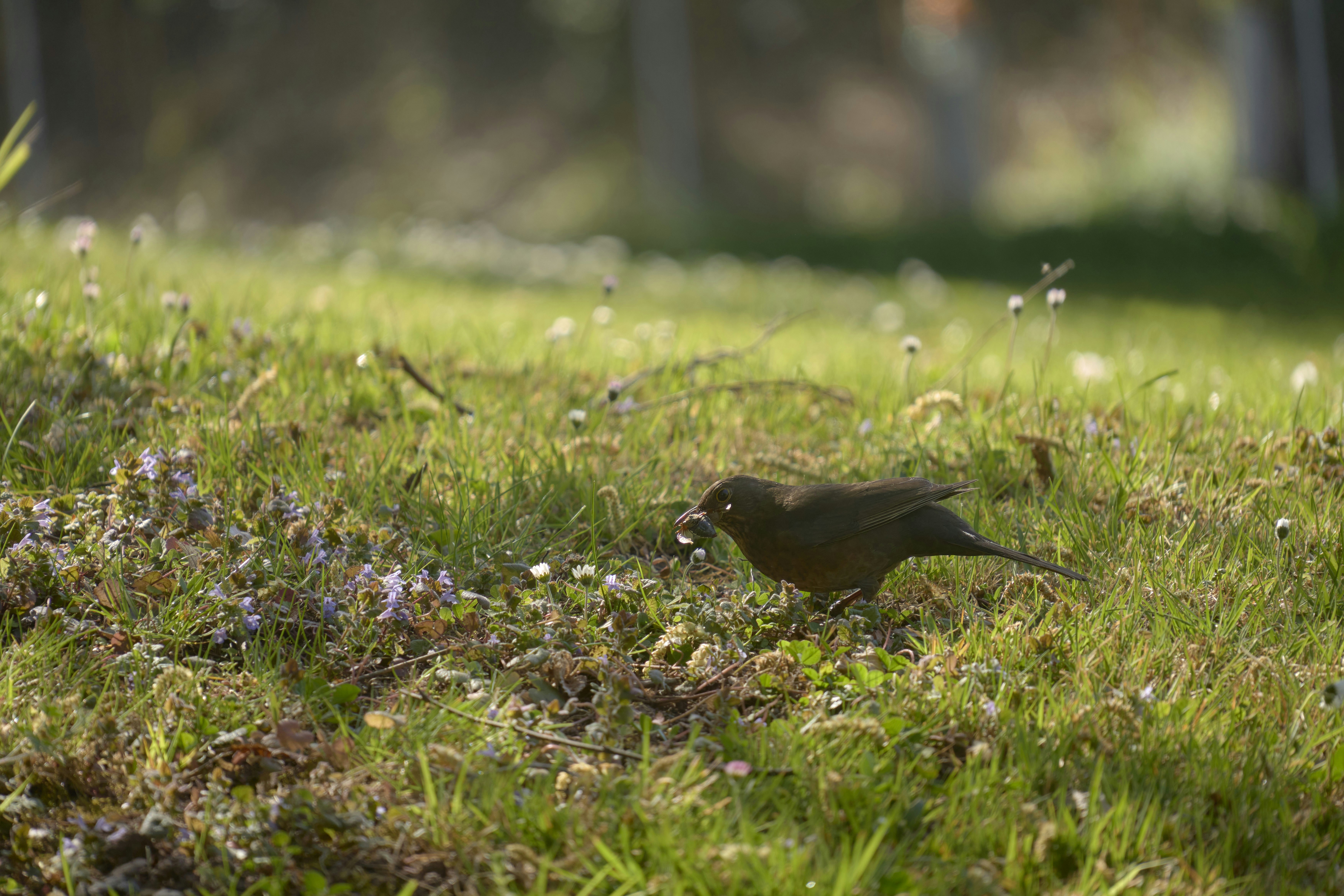 A small bird pecking at the ground