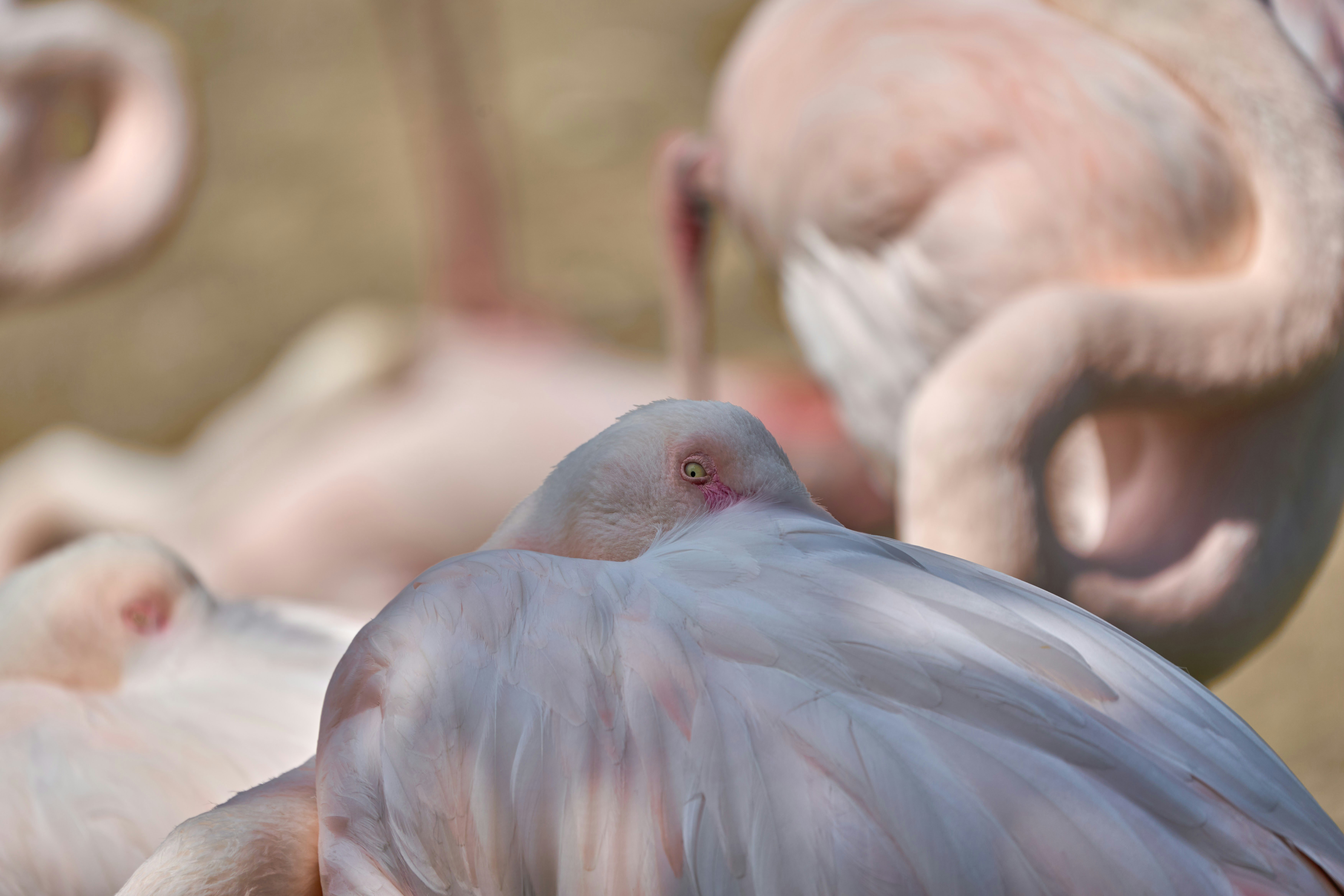 Flamingos resting with heads tucked in.
