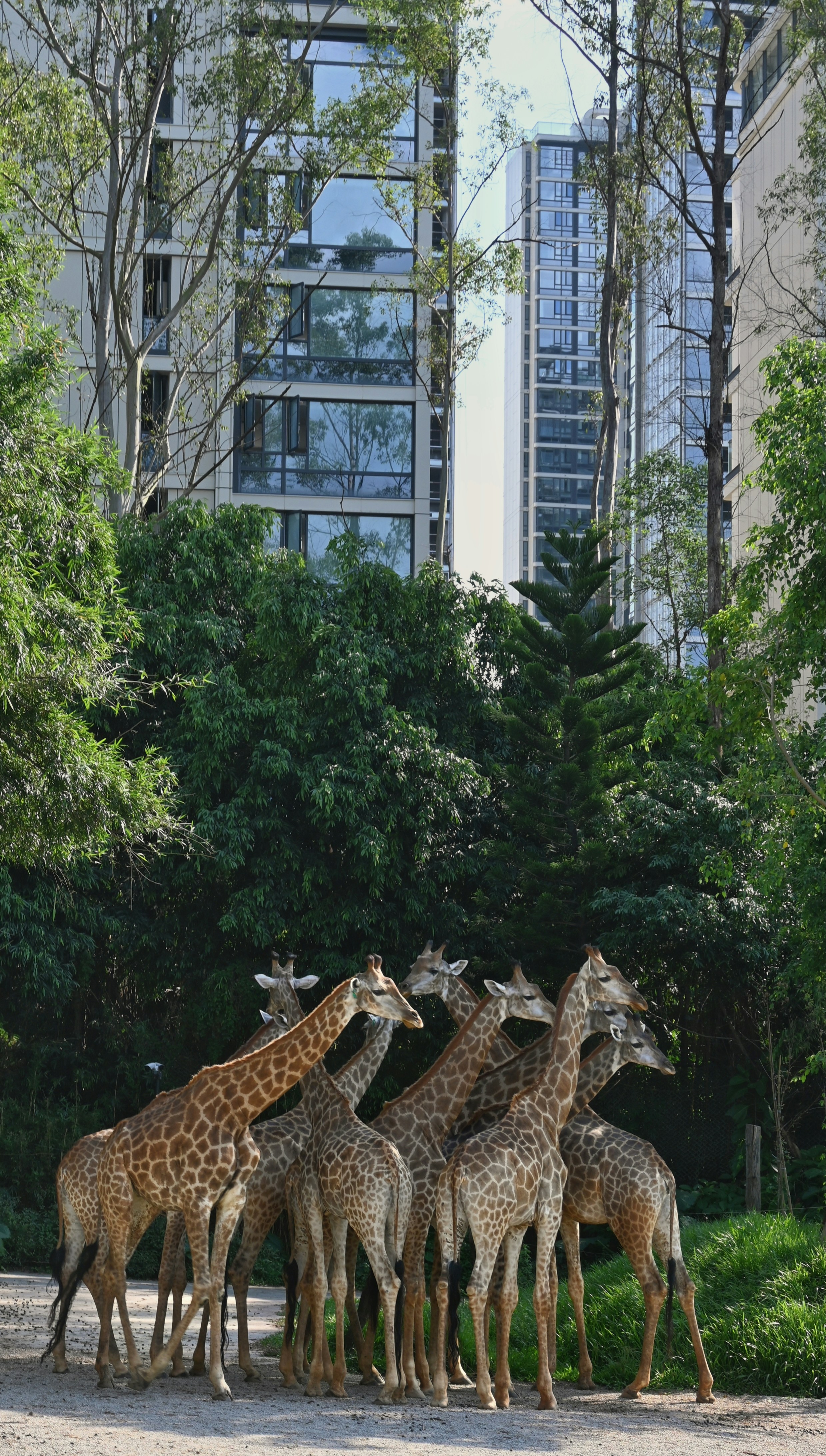 Urban Serengeti: Giraffes Amongst Glass and Greenery