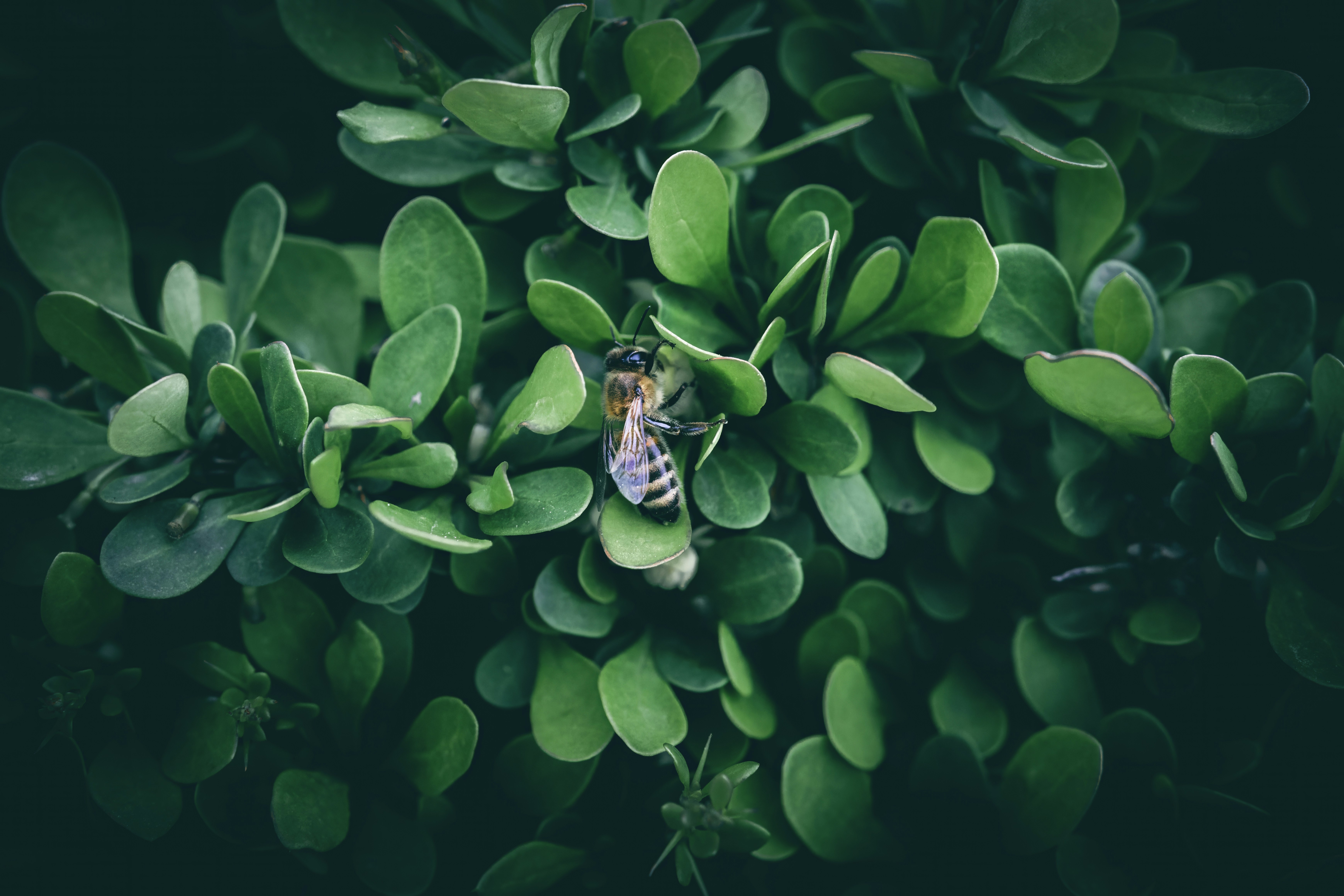 Nature's Tiny Artisan: The Pollinator at Work