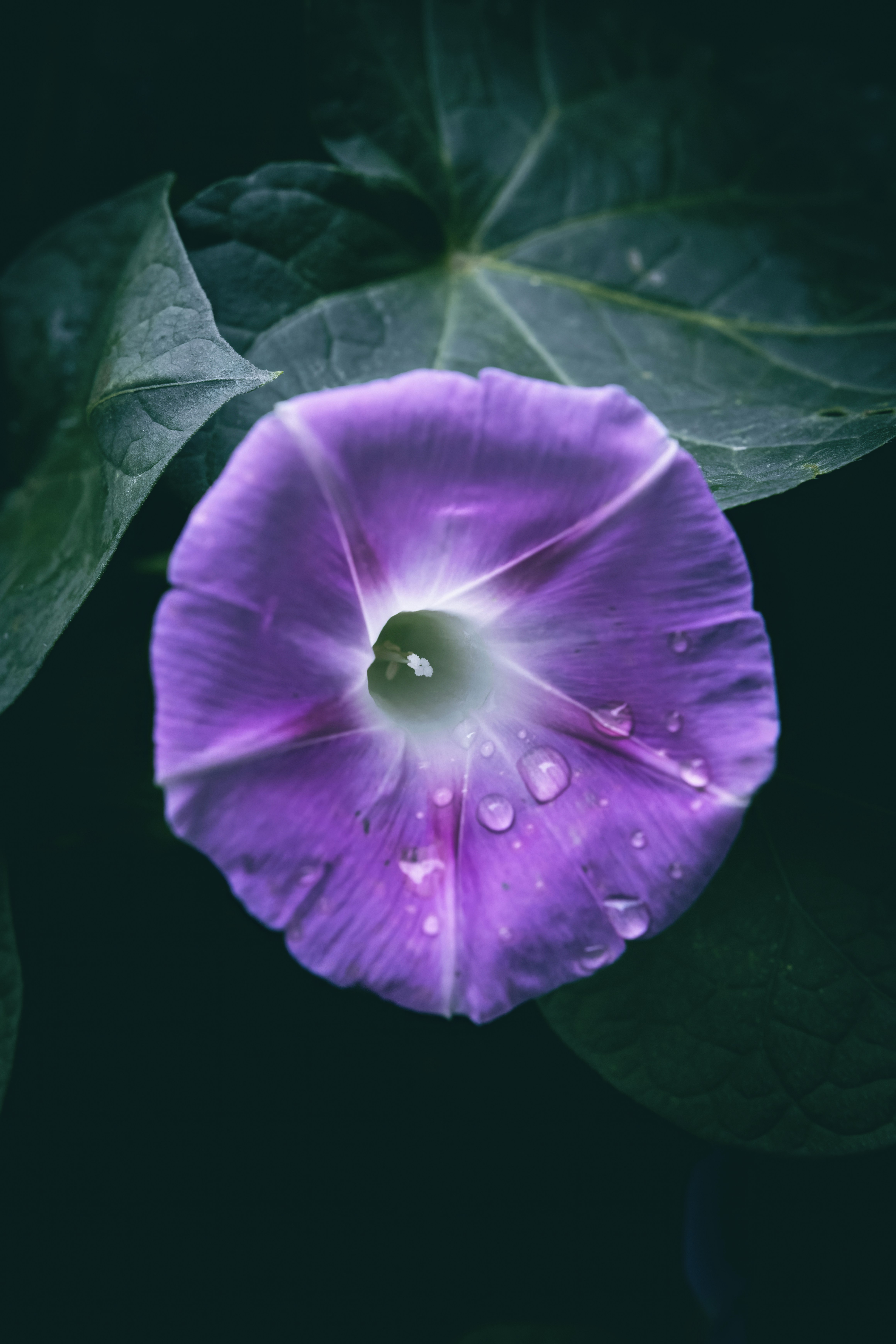 Whispers of Nature: The Enigmatic Purple Bloom
