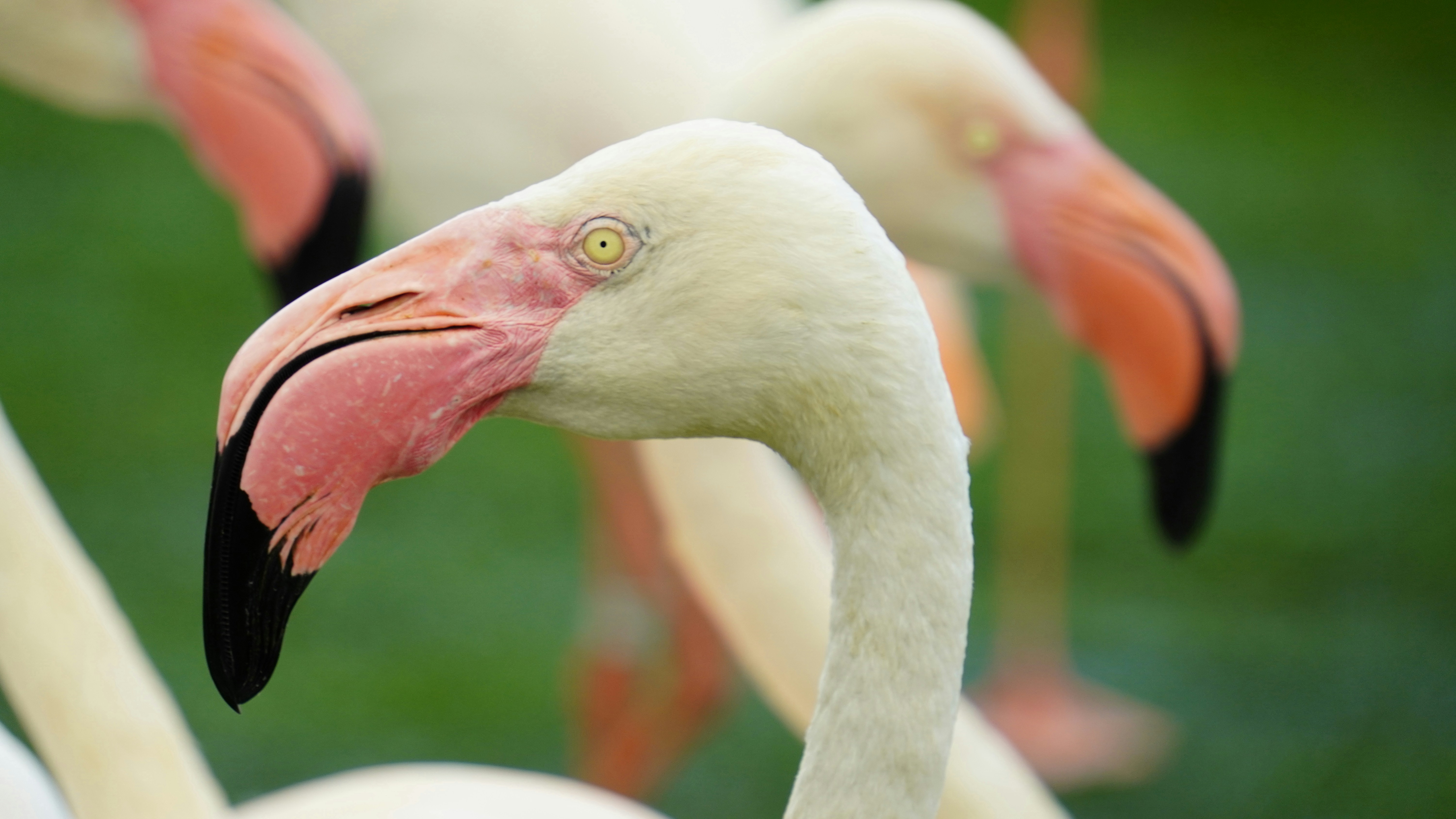 Elegance in Pink: The Flamingo's Portrait
