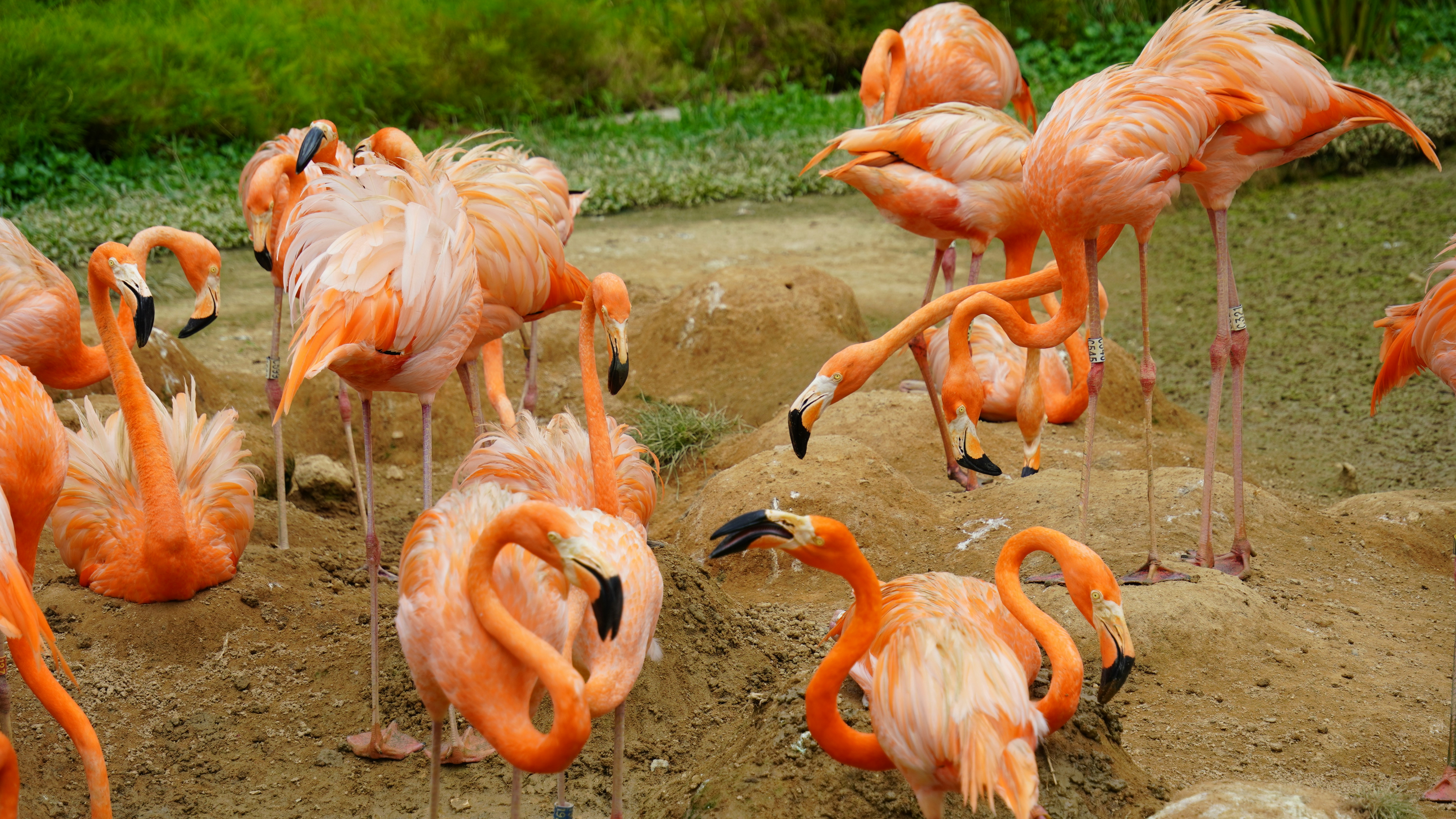 Harmony in Pink: A Flamingo Gathering