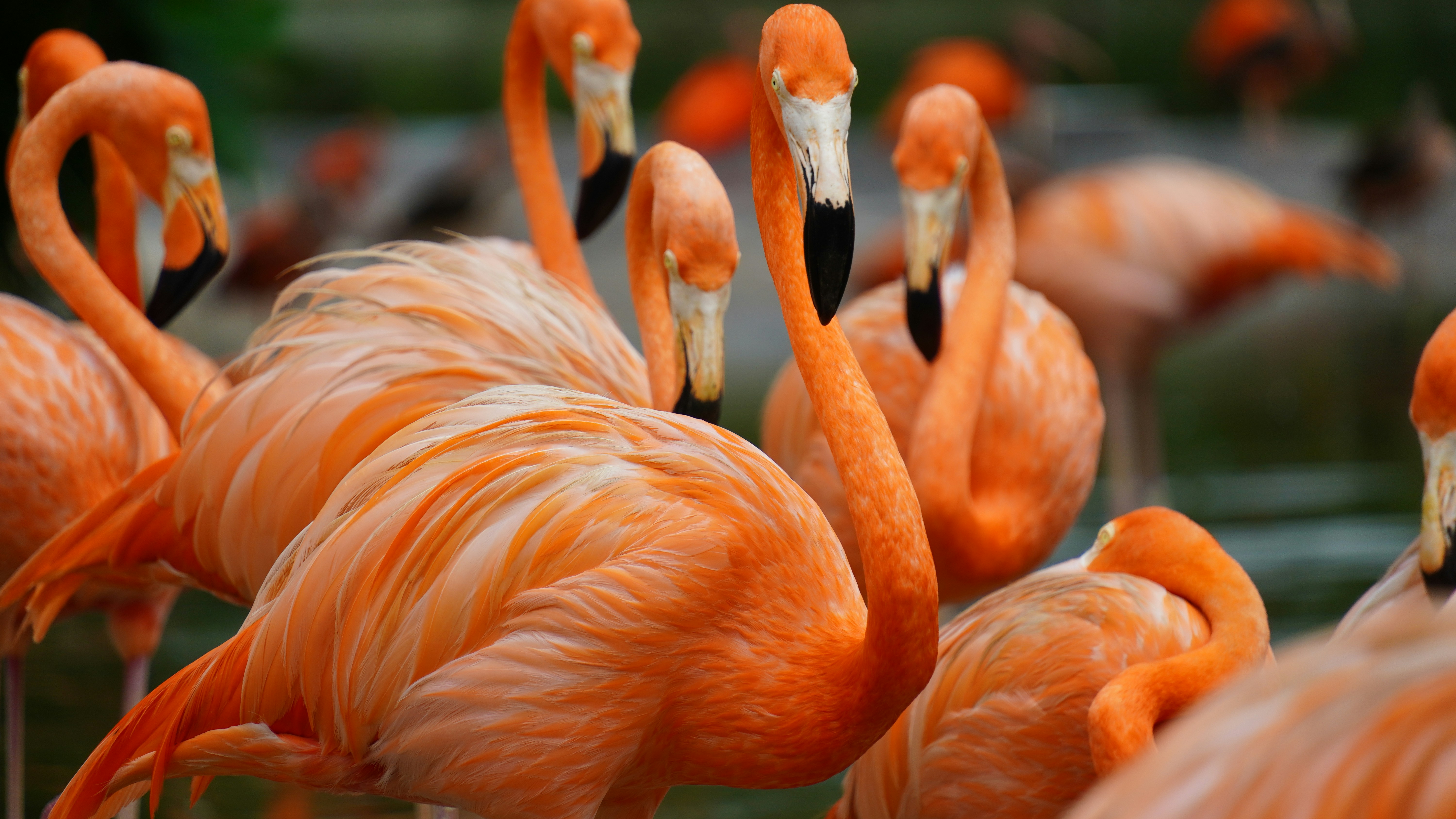 Harmony in Orange: The Flamingo Collective