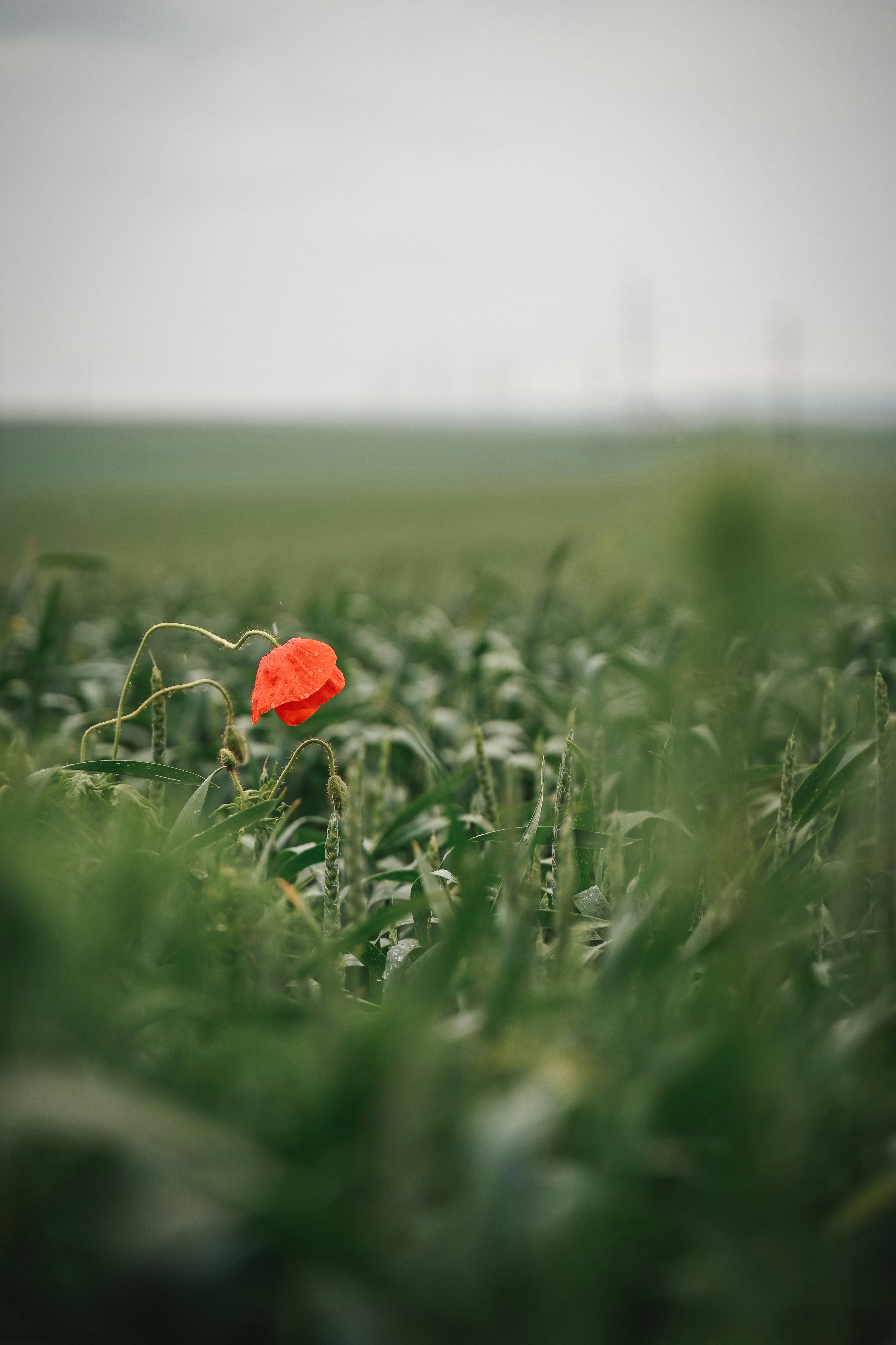 A Singular Bloom Amidst the Green Sea