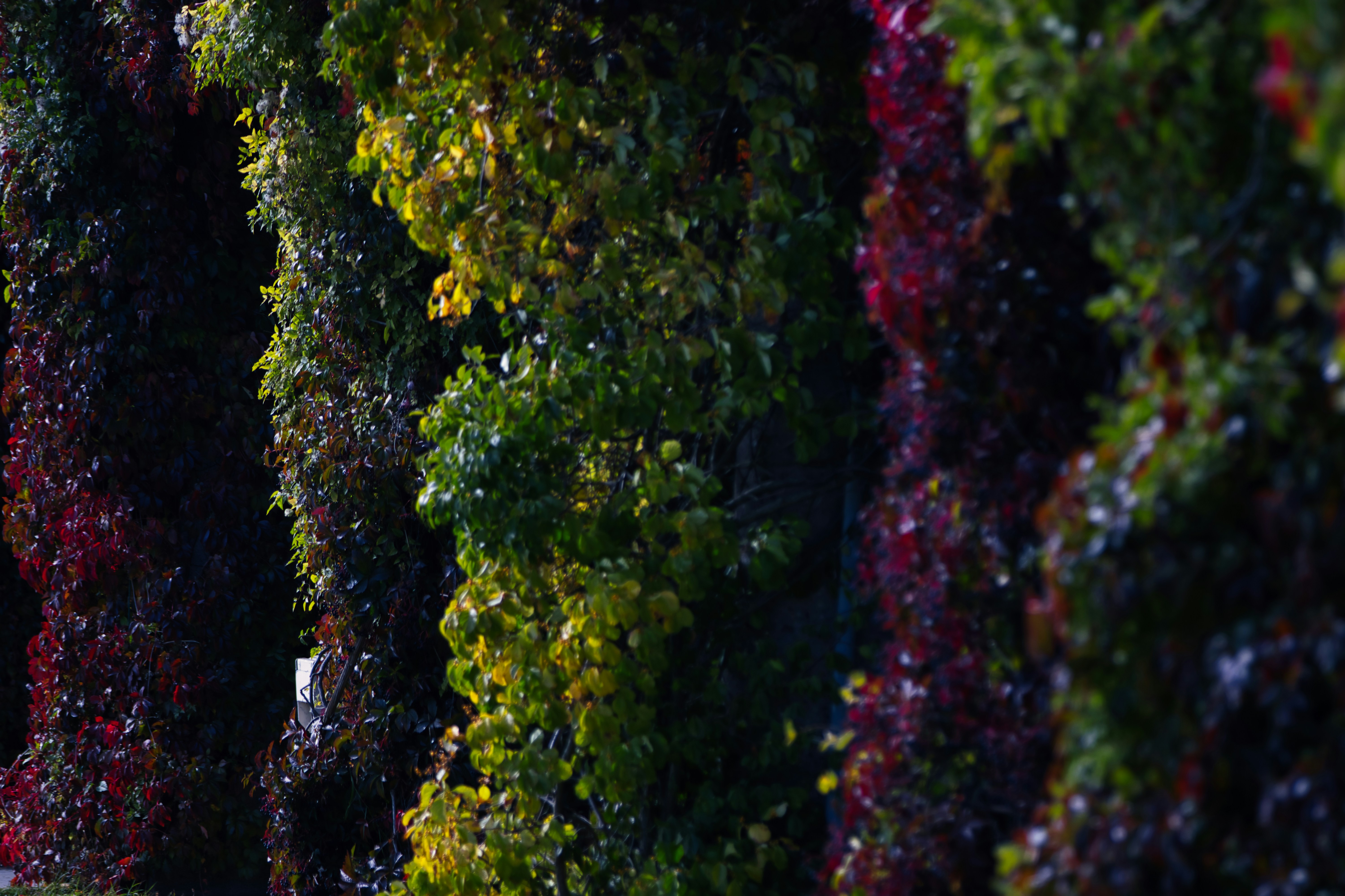 Vertical Tapestry of Foliage: A Chromatic Ribbon Wall