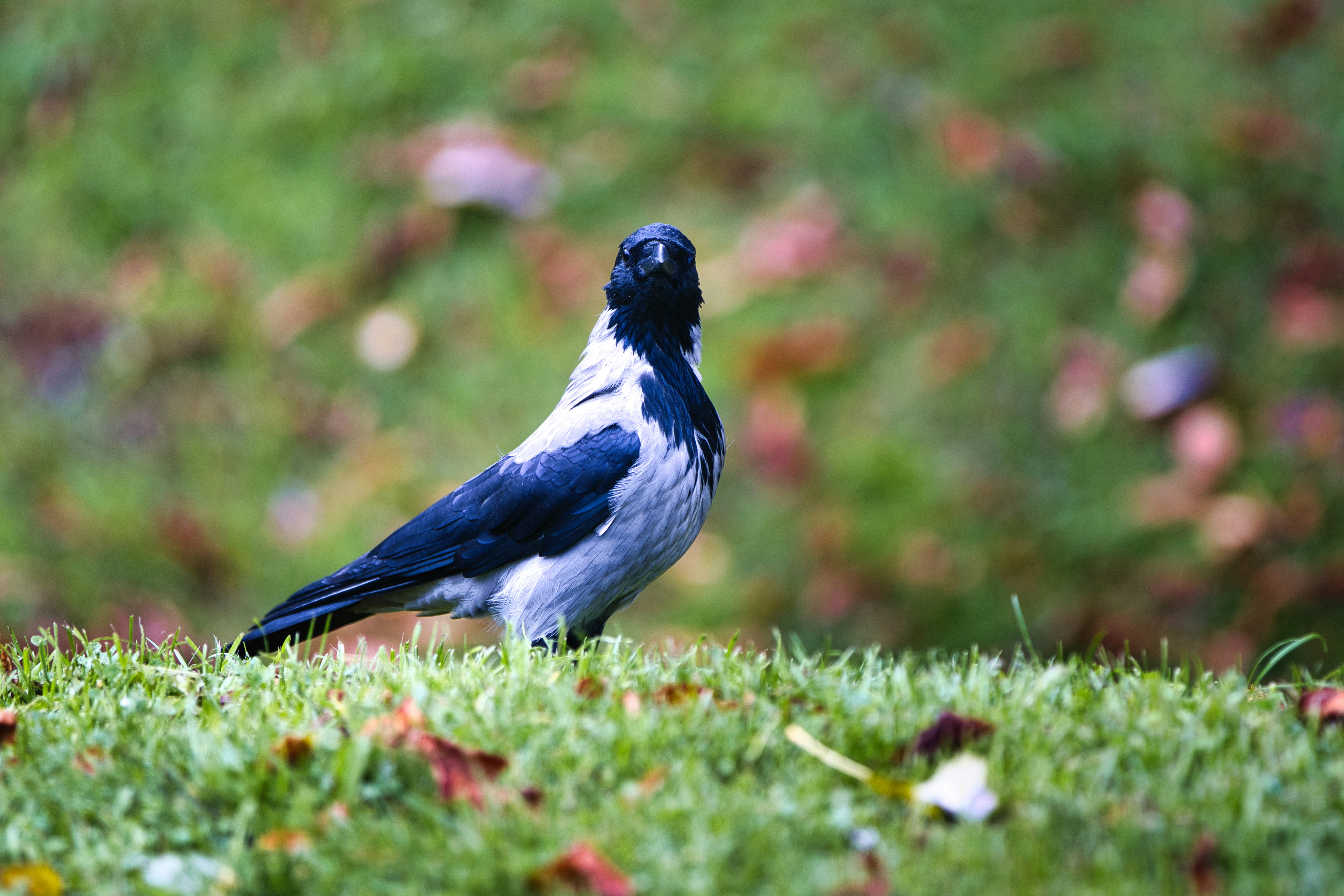 The Watchful Observer: A Crow's Stance Amidst Autumn Leaves
