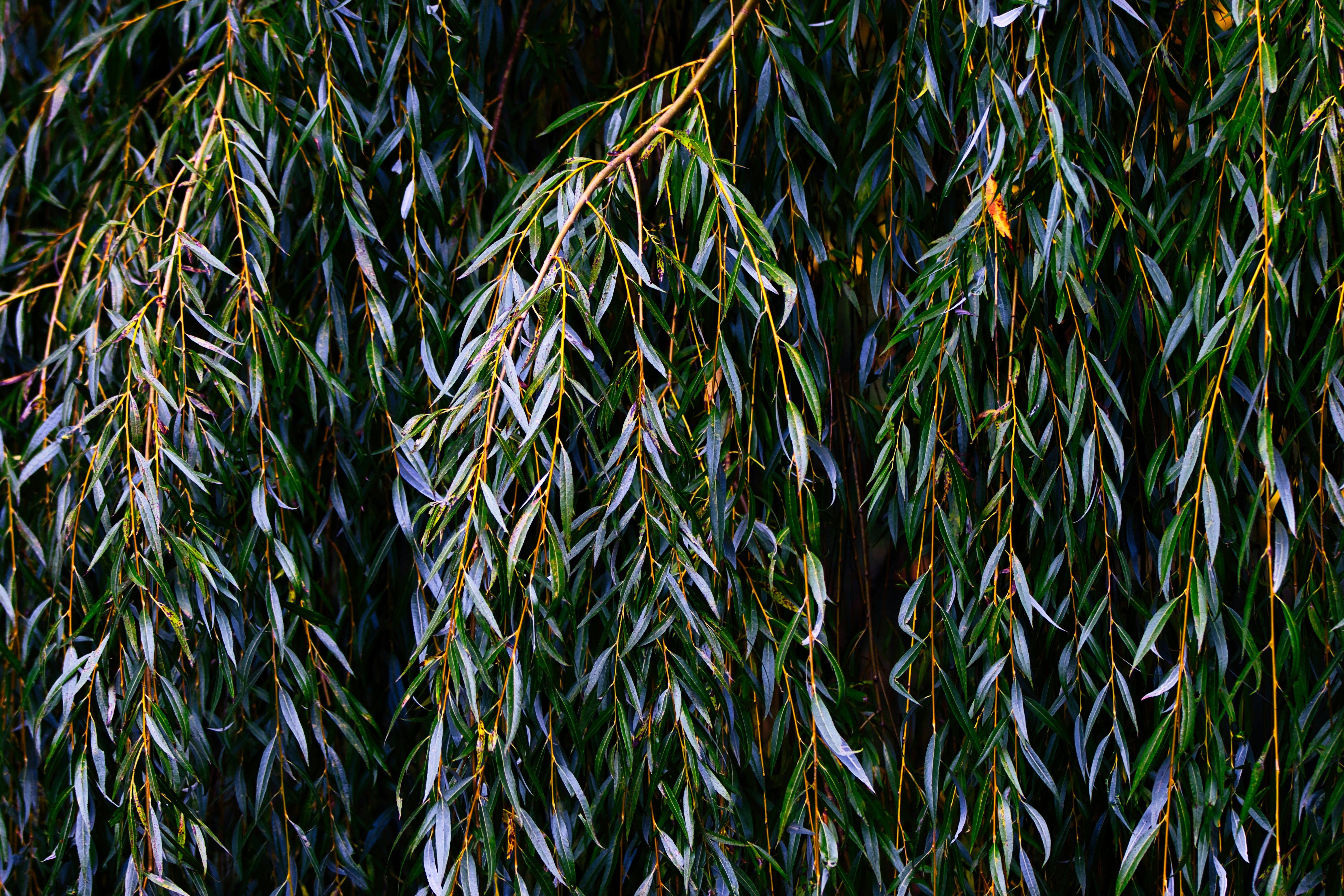 Whispers of the Willow: A Dance of Greenery