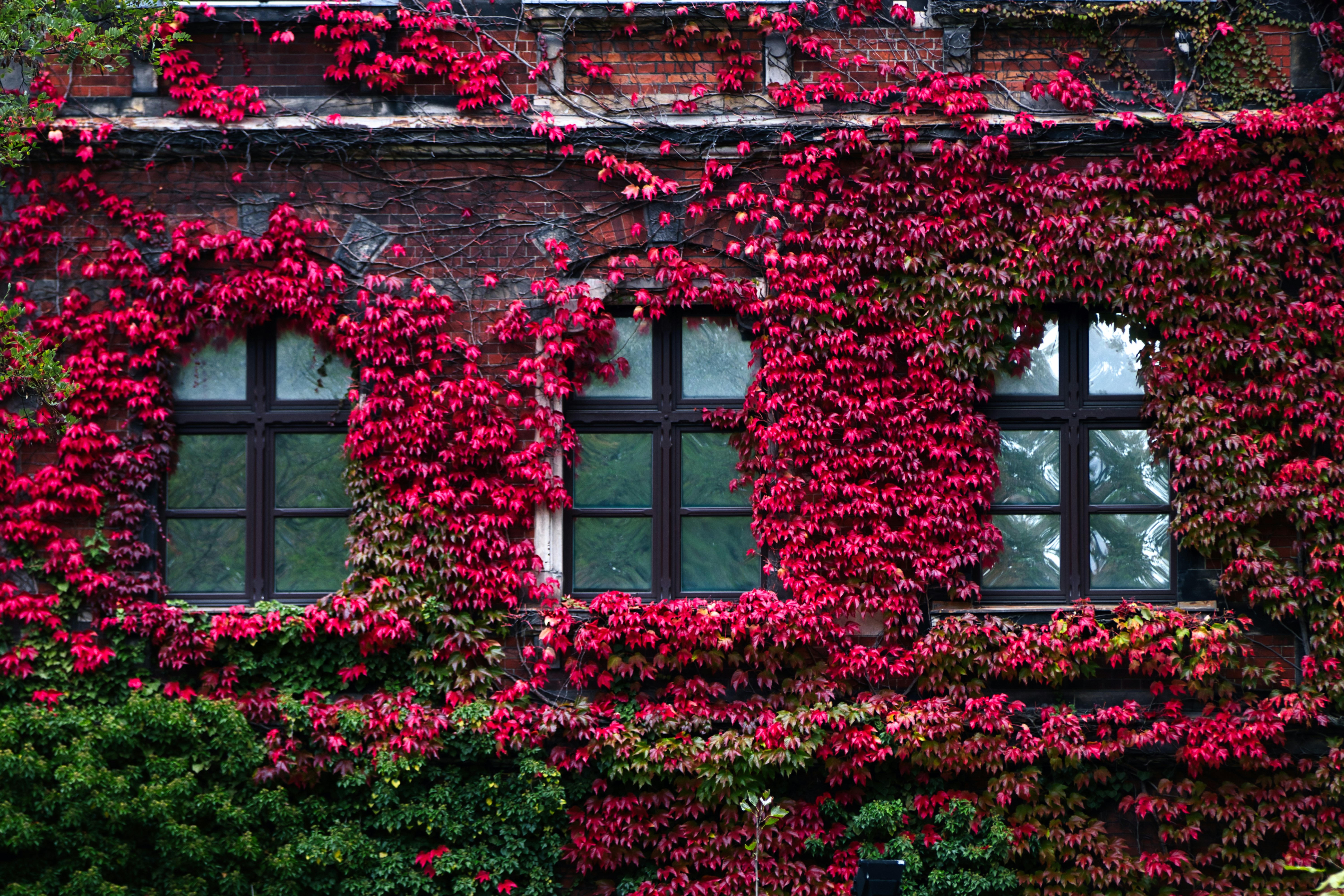 Red ivy covers a brick building with three windows. photo – Free ...