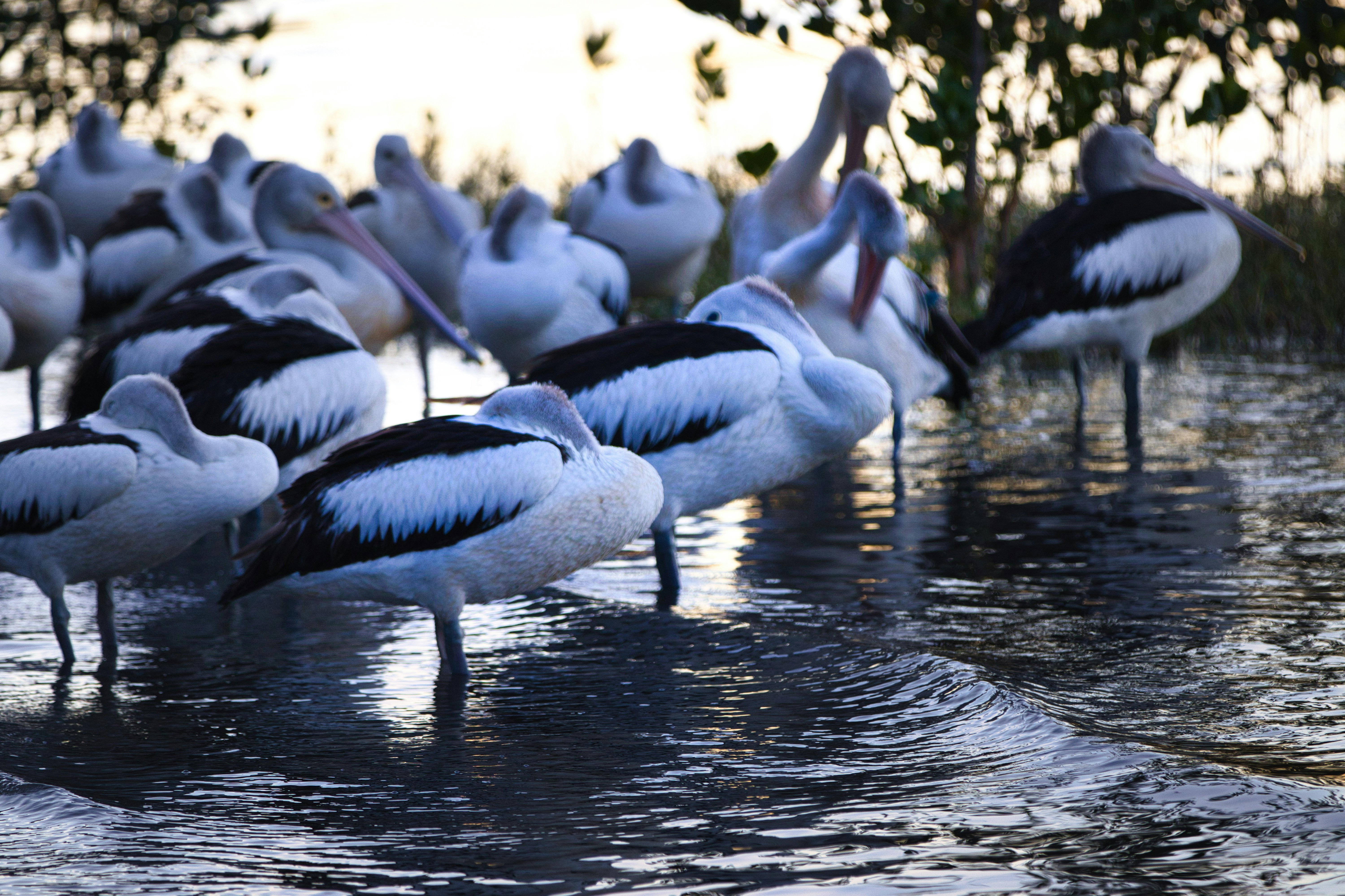 Central flock: a serene shallow-water gathering of black-necked stilts at dusk