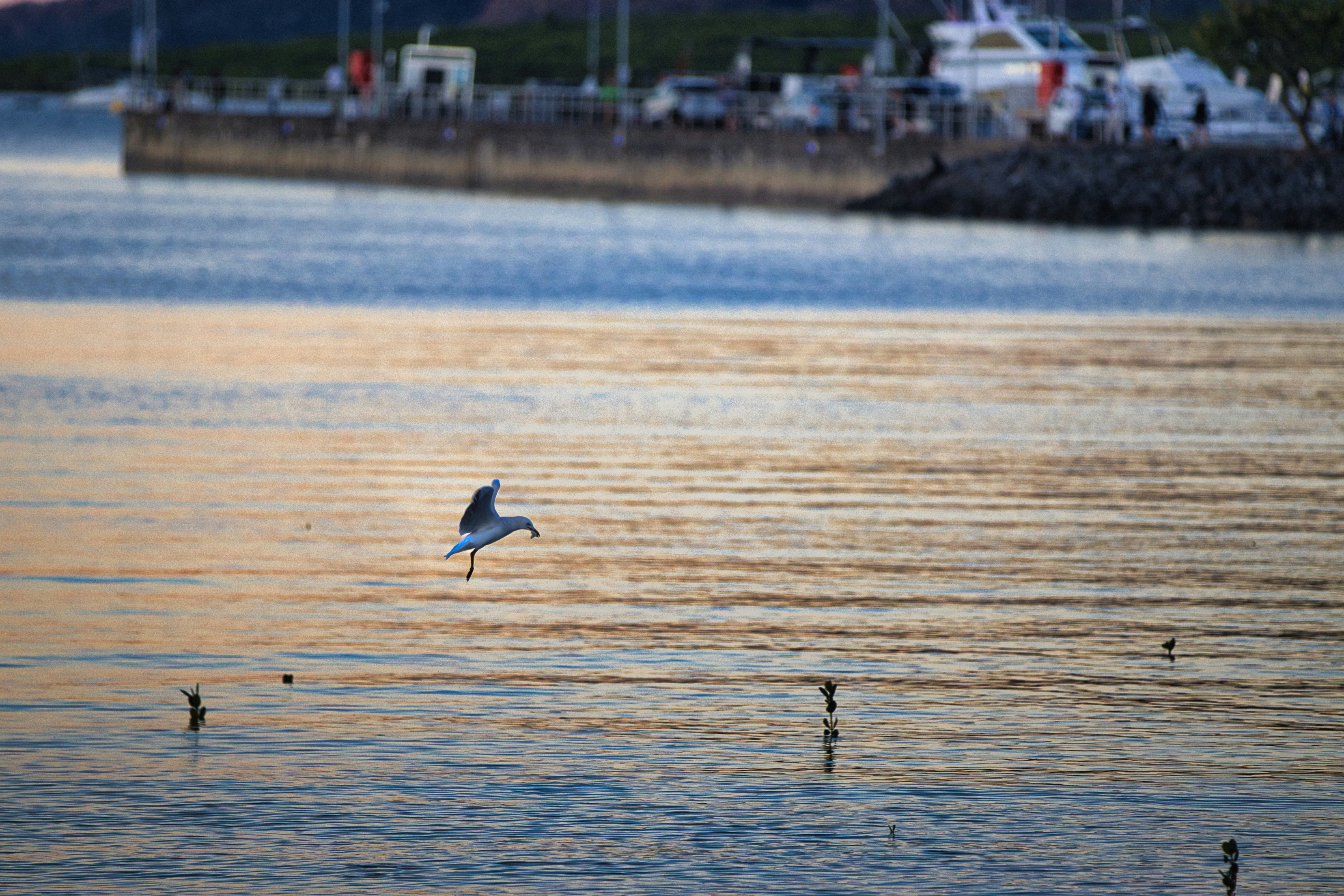 Wingbeat over a Dusk-Glassy Harbor