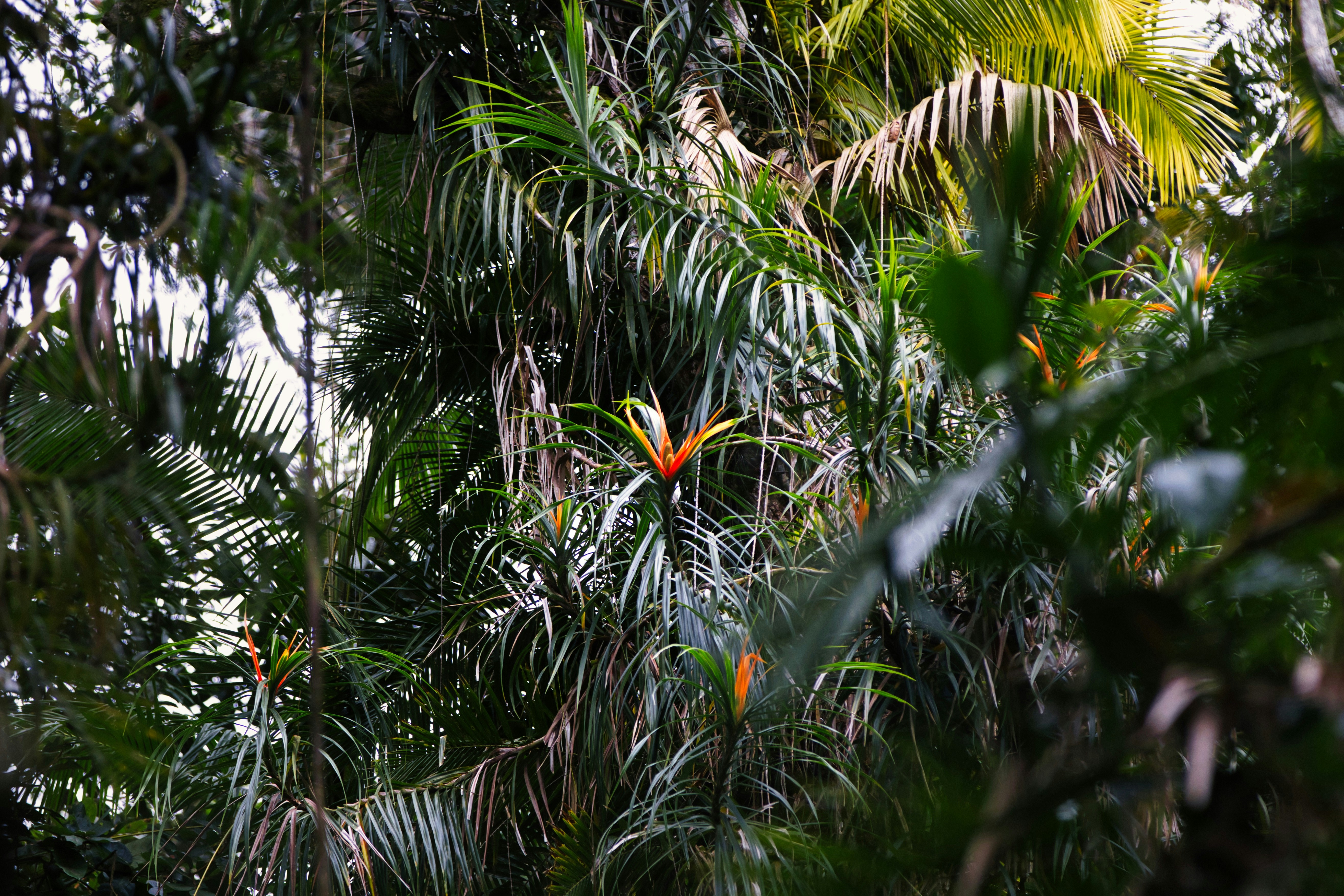 Emerging Colors in a Lush Canopy