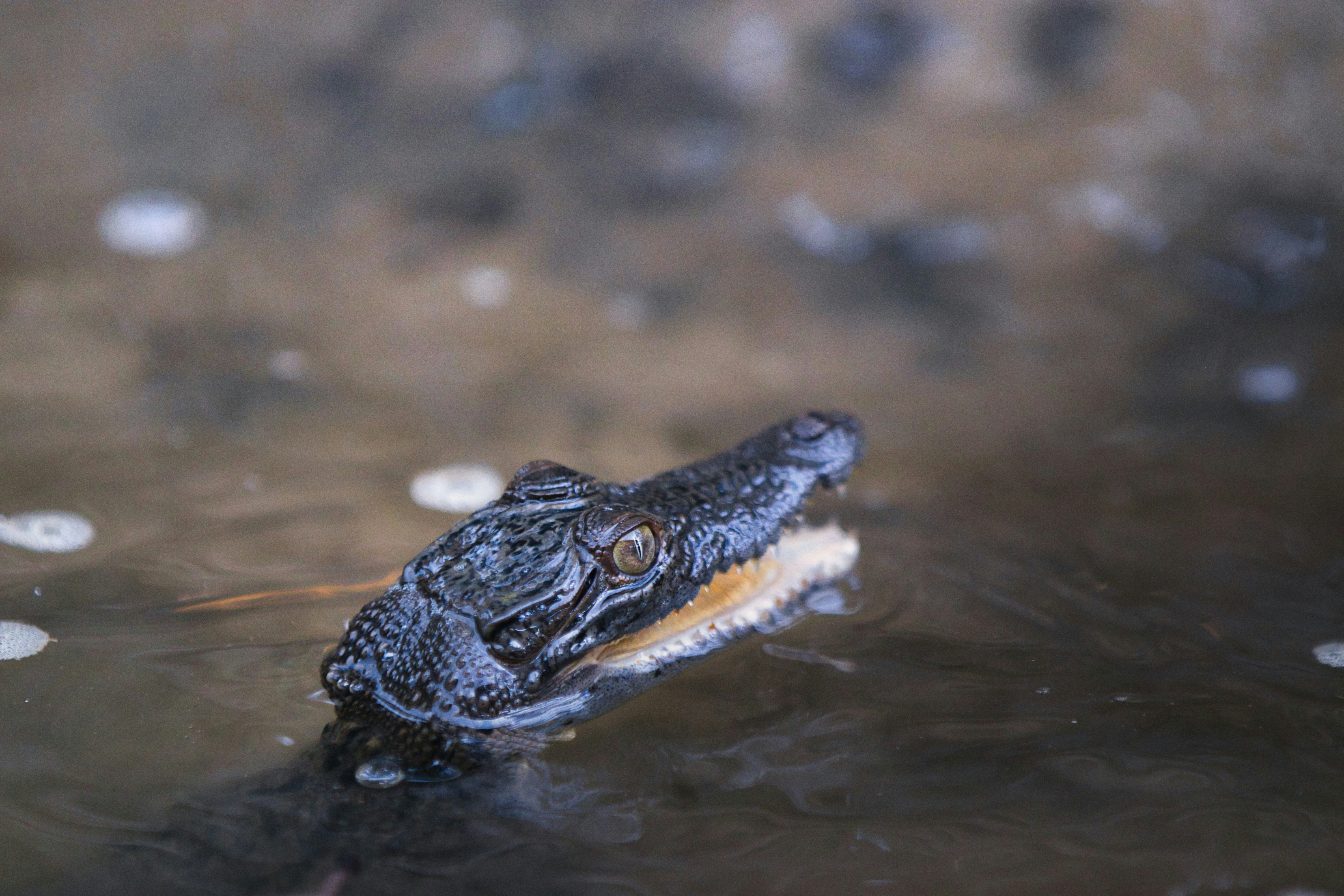 Photo by 𝕡𝕒𝕨𝕤 𝕒𝕟𝕕 𝕡𝕣𝕚𝕟𝕥𝕤 with Canon EOS 250D