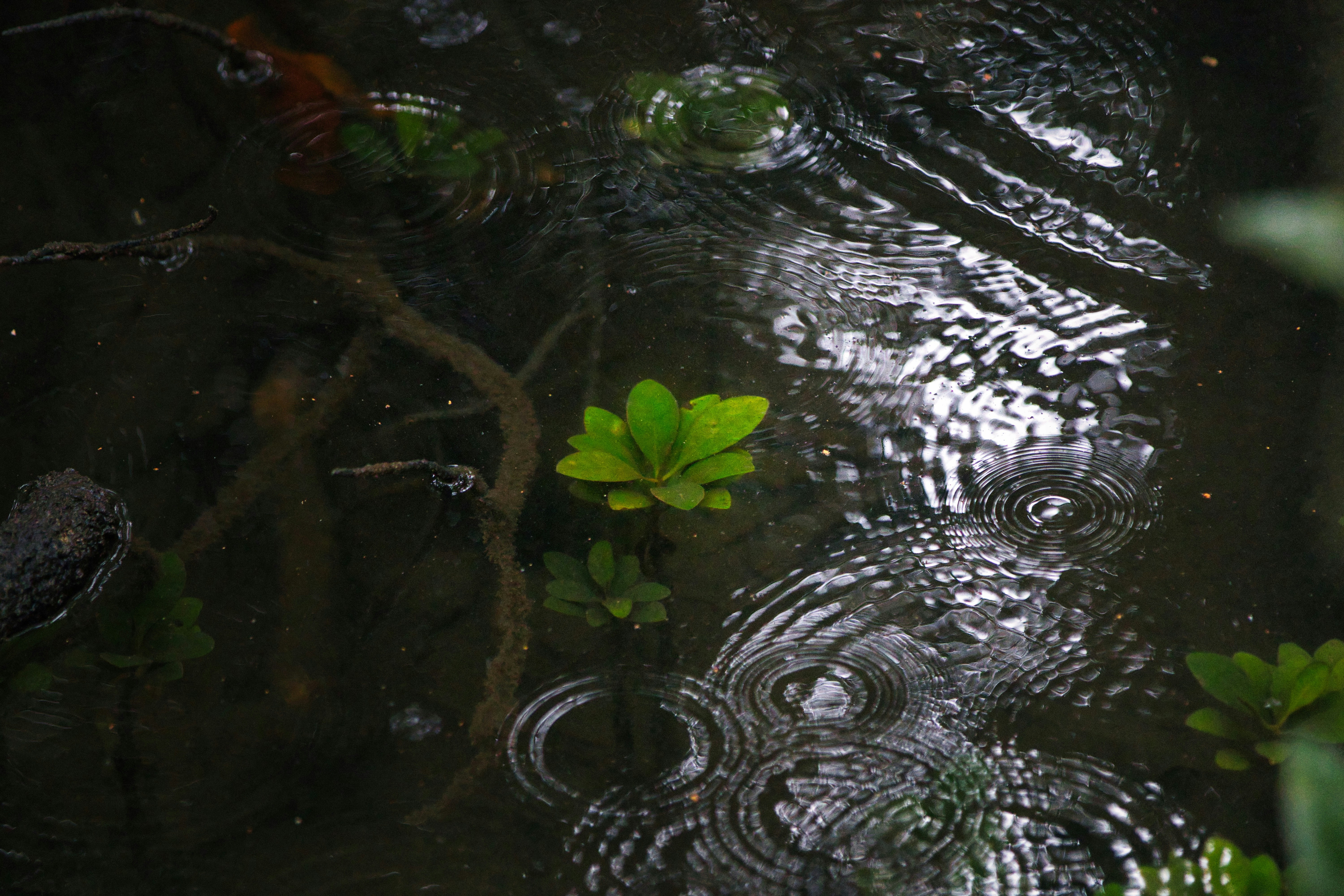 Emerald Reflections: Nature's Quiet Symphony