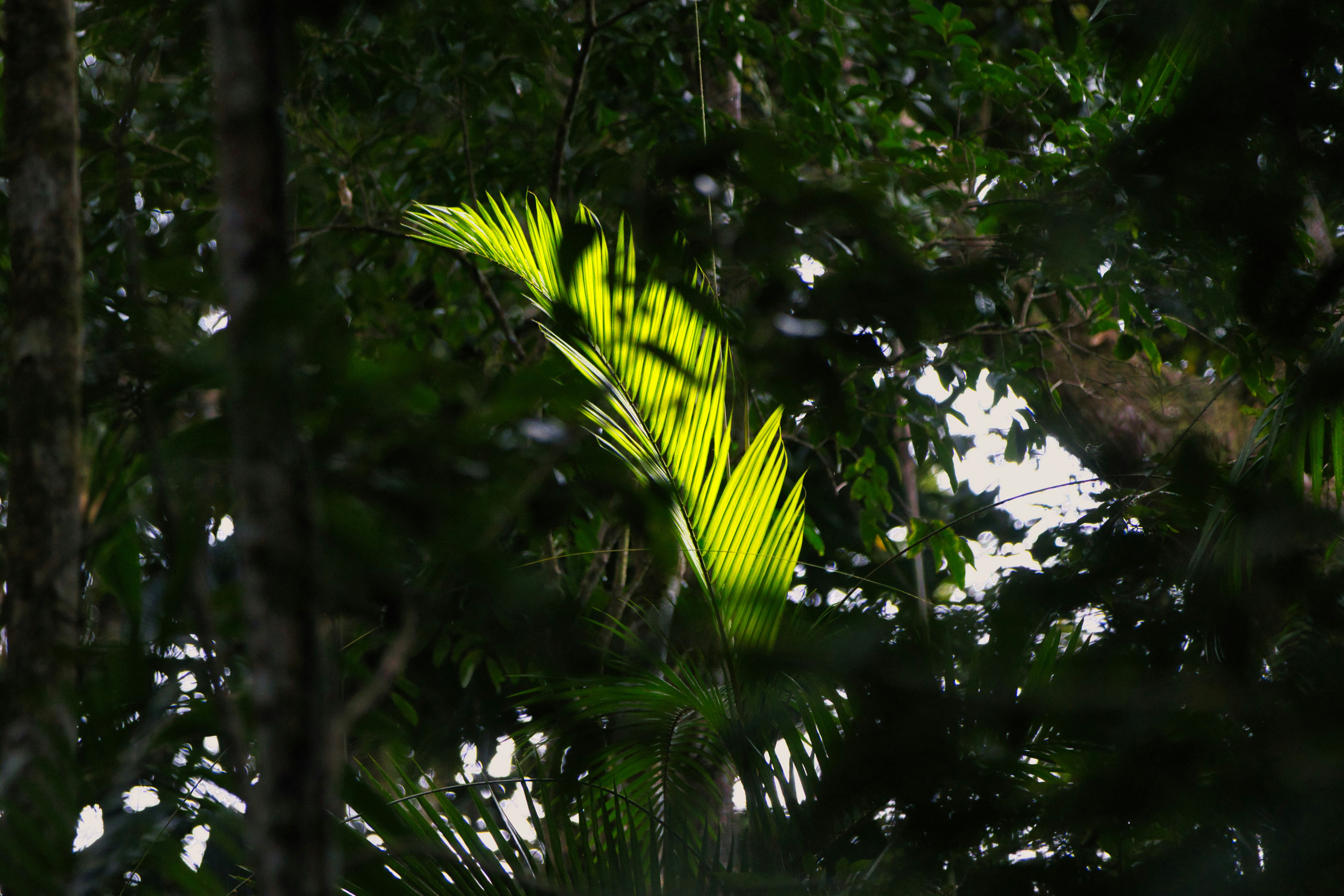 Sunlight filtering through lush green jungle foliage.