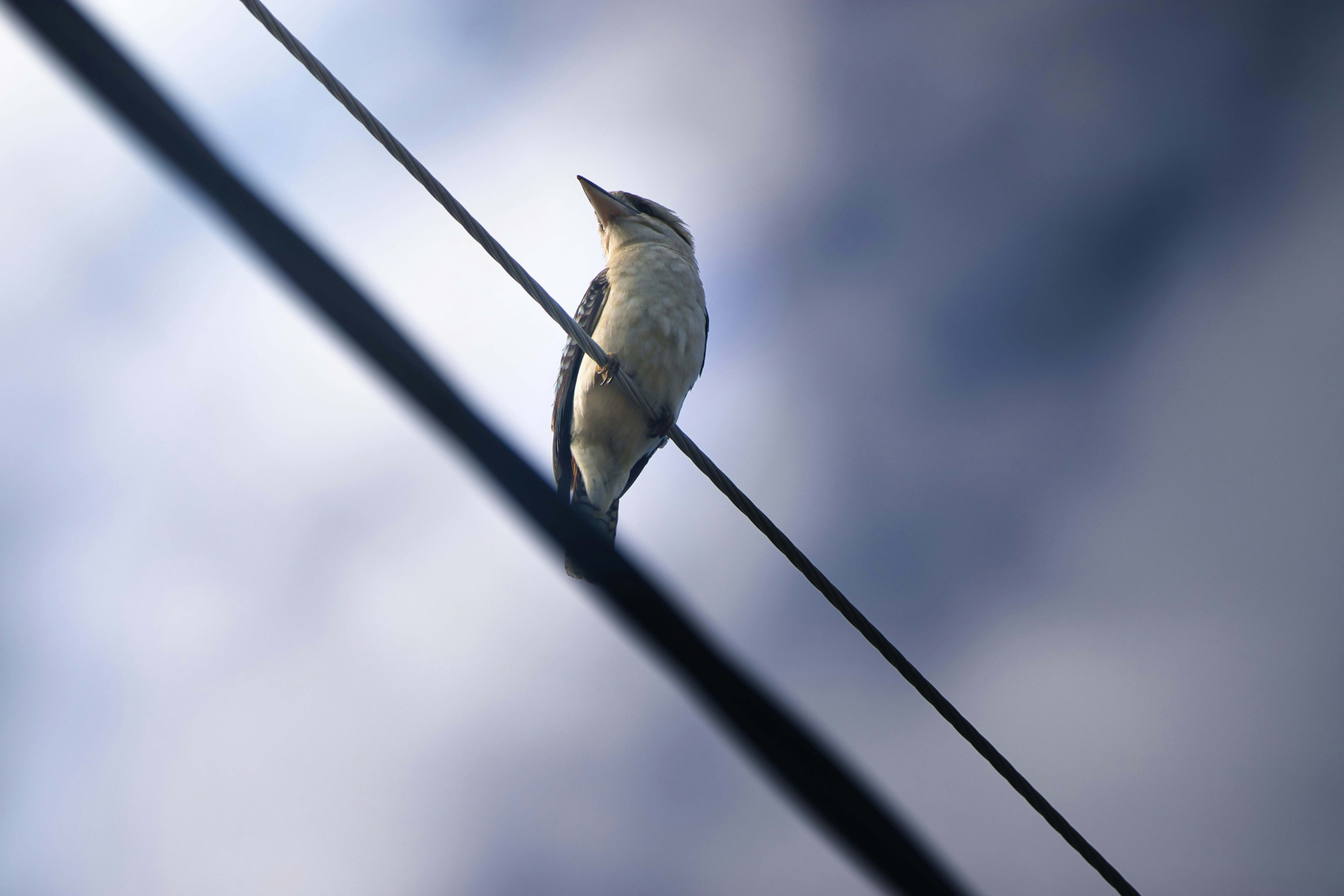 A bird perched on a power line against a backdrop of cloudy skies, showcasing its profile and poised demeanor.