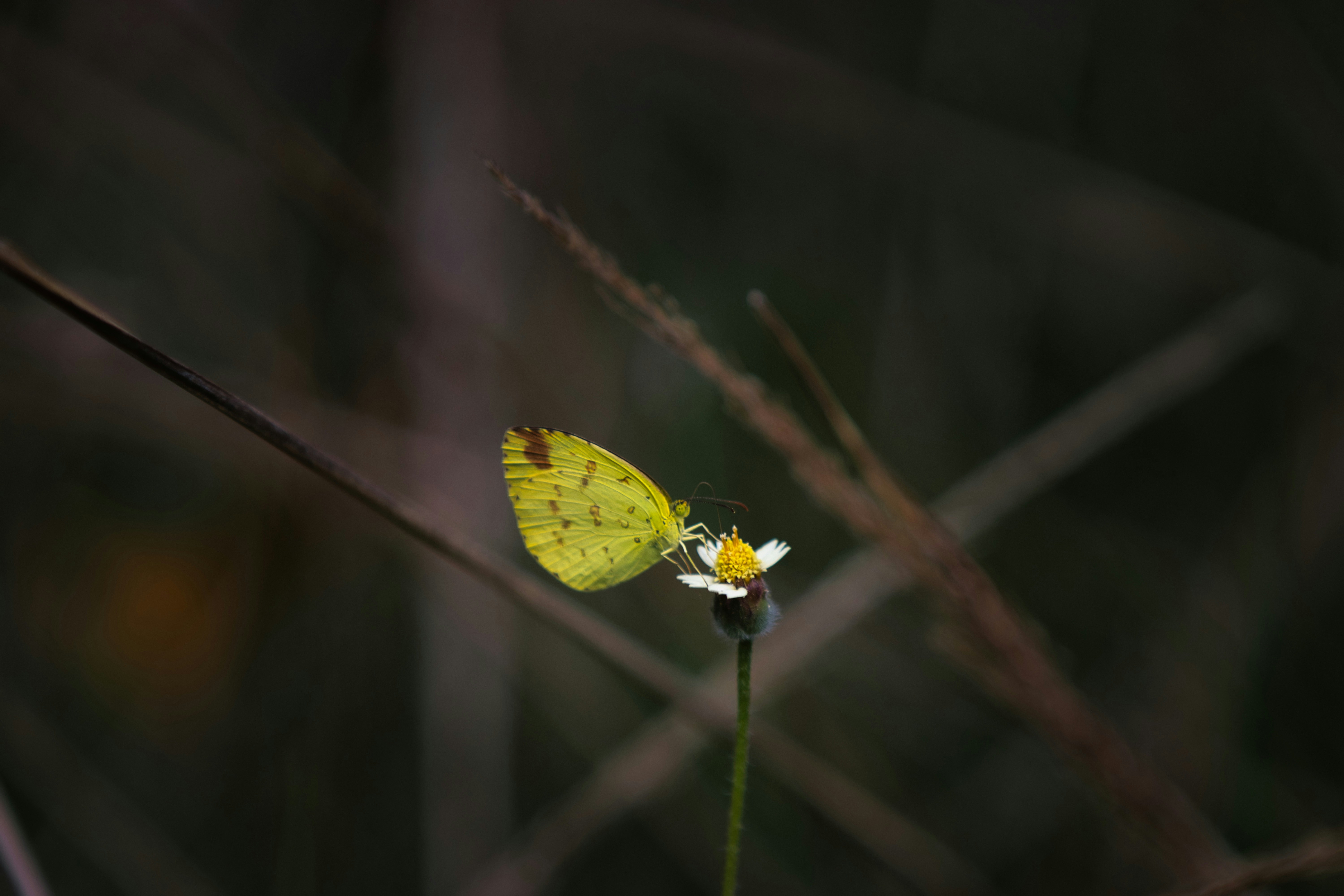 Whispers of Nature: The Golden Butterfly's Embrace