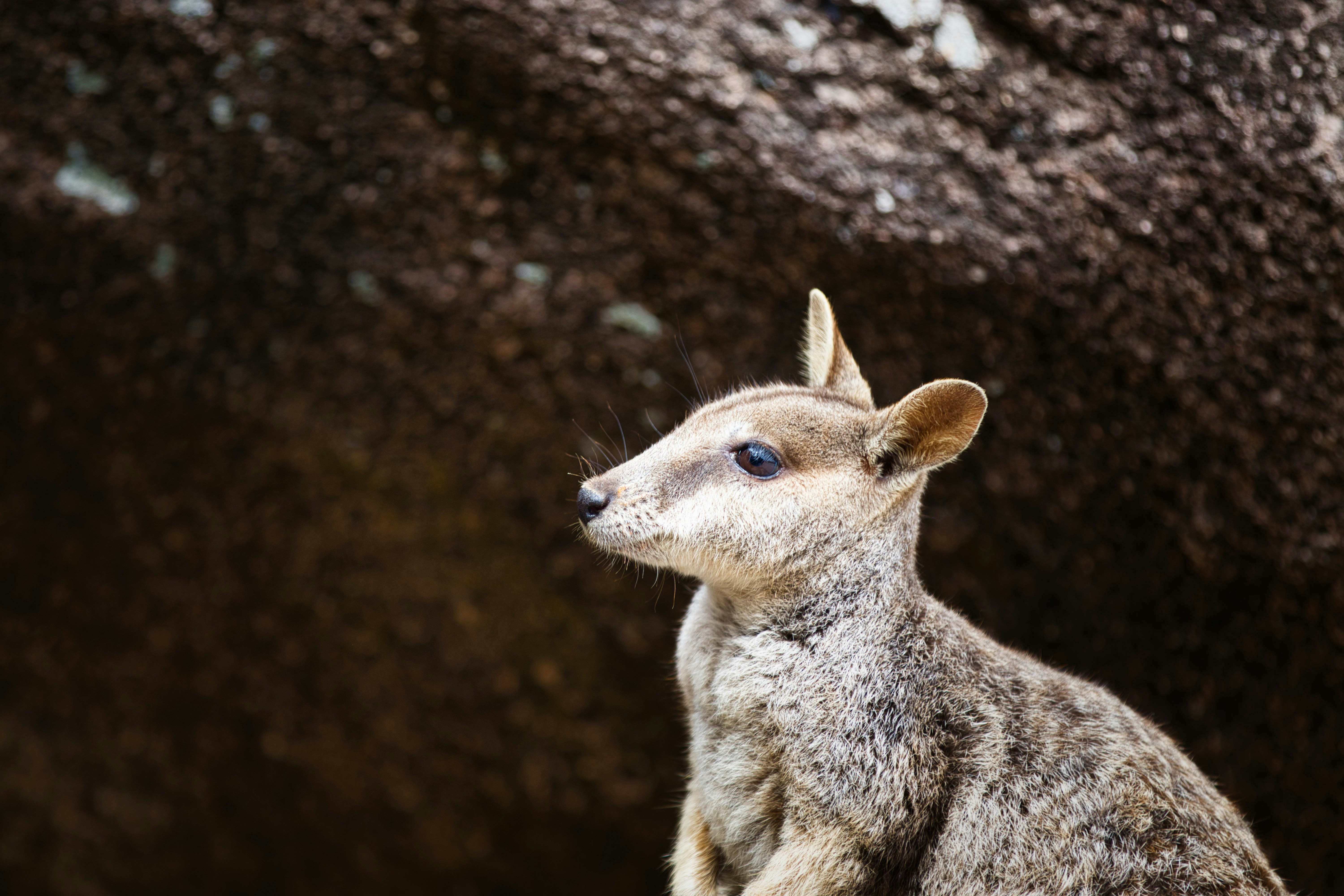 A Moment of Curiosity in the Wild