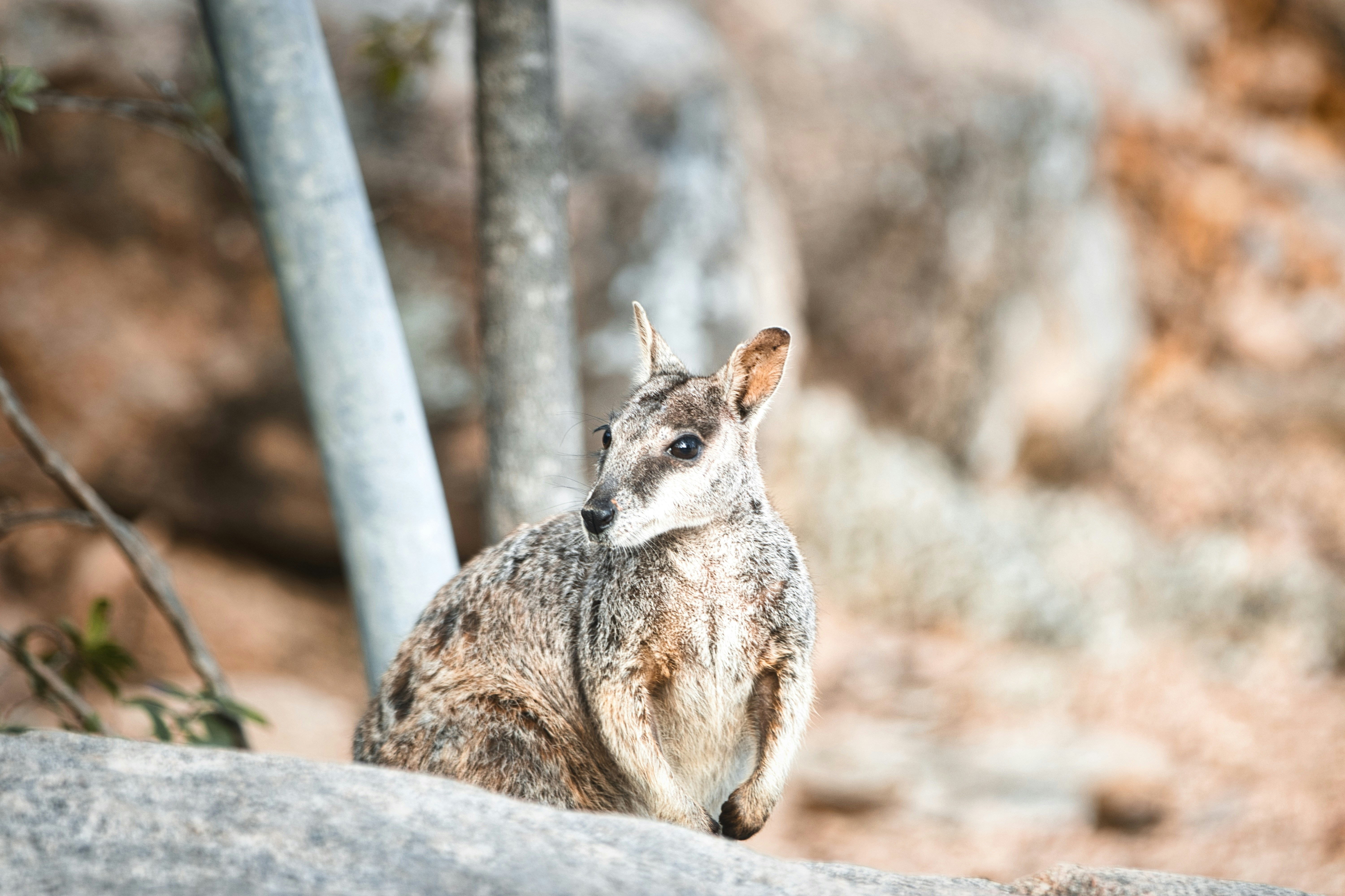 Granite-Guarded Moment: A Rock-Wallaby Paused on Sunlit Stone